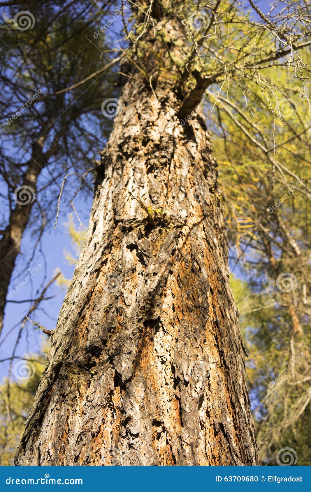 View Looking Up the Trunk of a Conifer Stock Photo - Image of evergreen ...