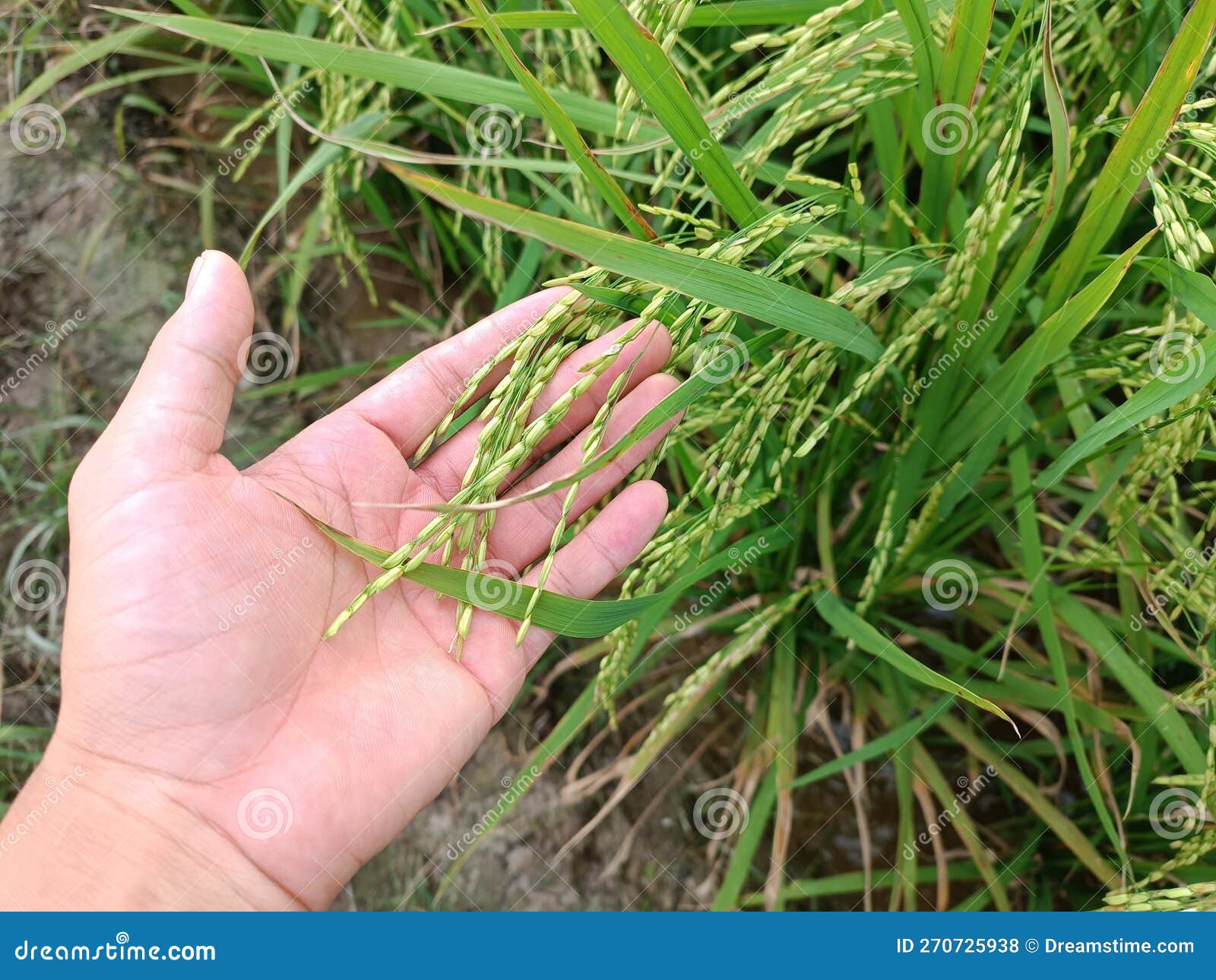 A View of the Lush Rice Fruit when it is Still Unripe or Immature Stock ...