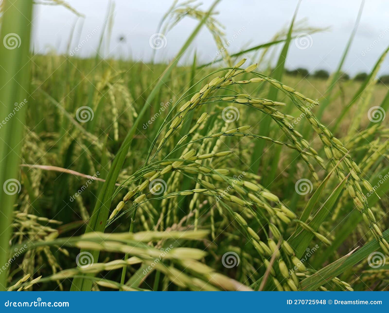 A View of the Lush Rice Fruit when it is Still Unripe or Immature Stock ...
