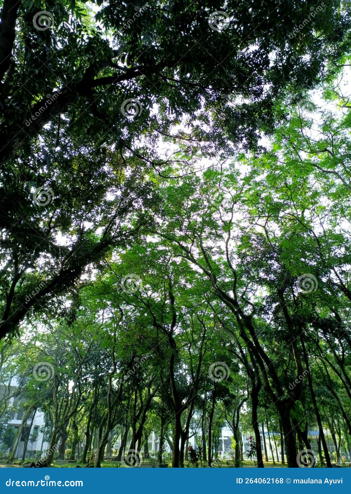 View of lush trees stock photo. Image of sunlight, tree - 264062168