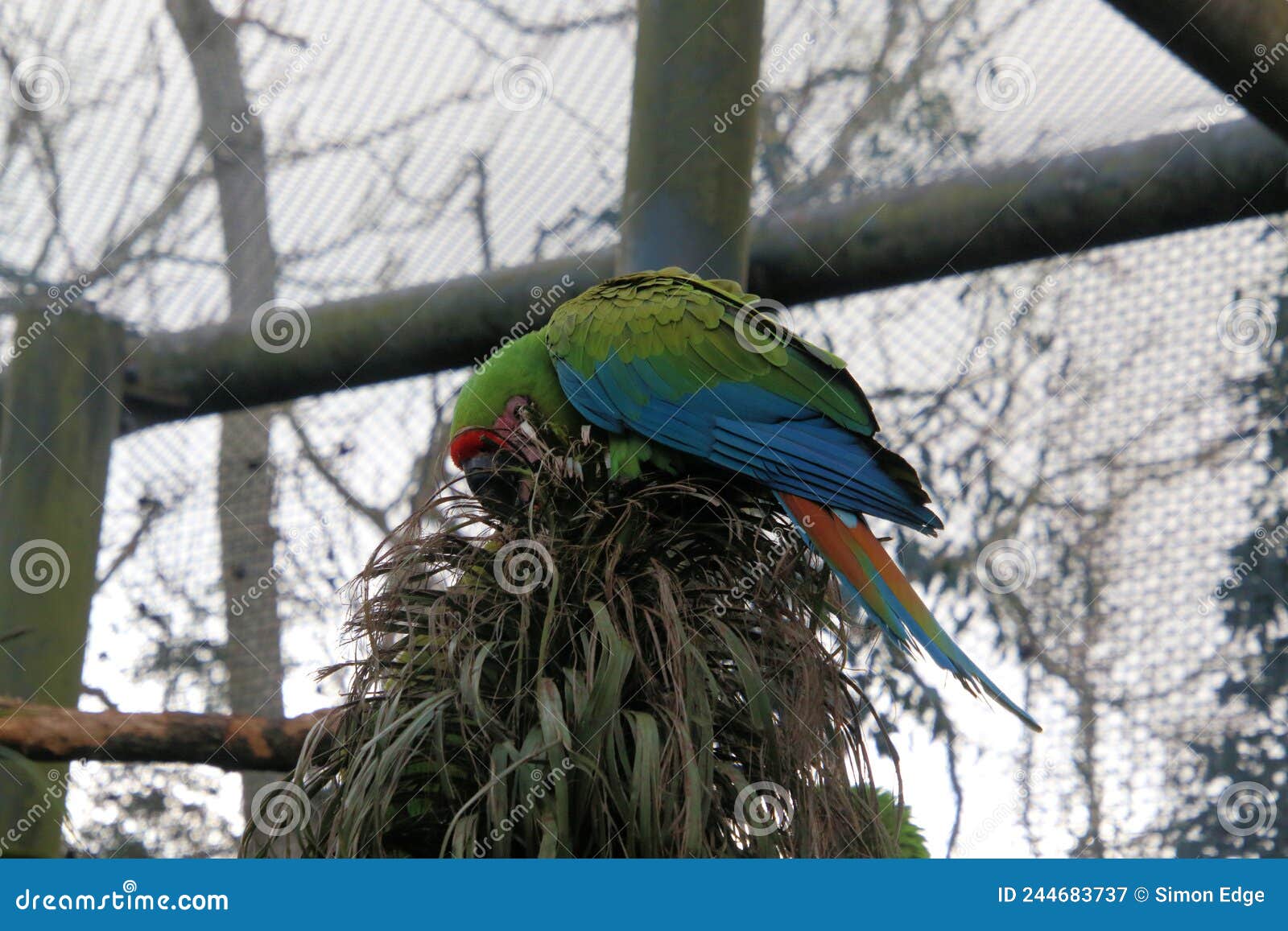 A view of a Macaw stock image. Image of birds, river - 244683737