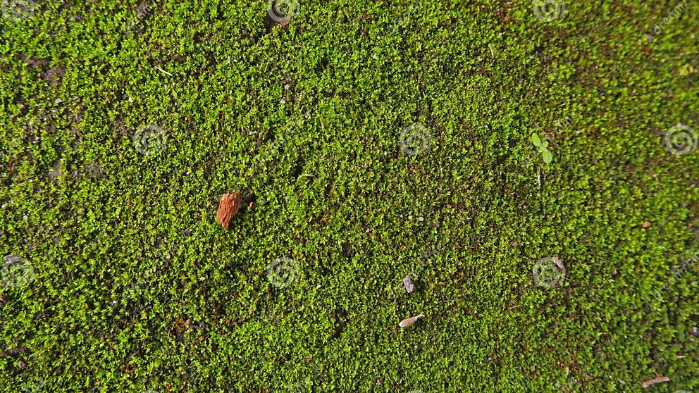 Micro-plants of Green Moss, Covering the Surface of the Bricks Stock ...