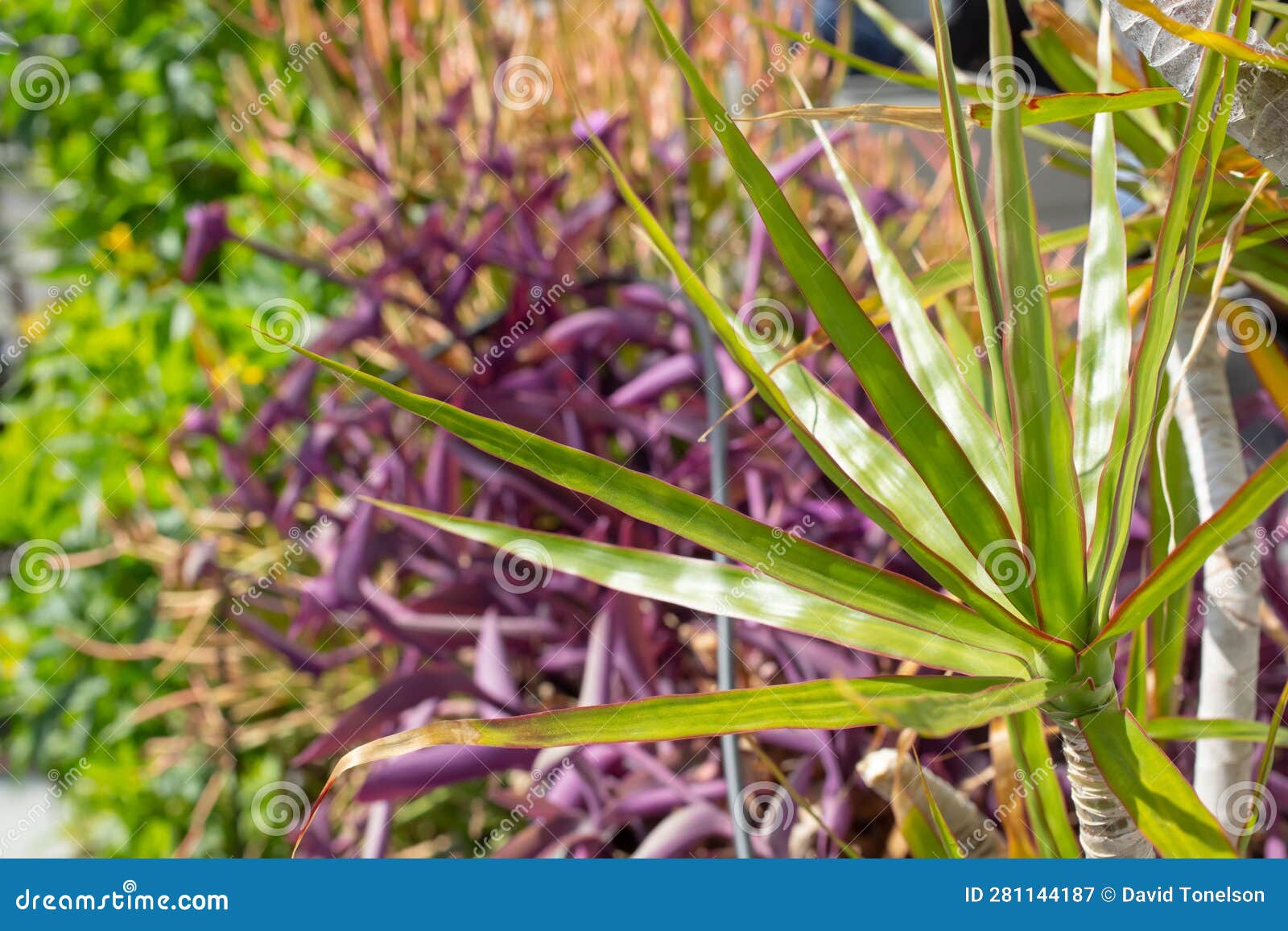Madagascar dragon tree stock image. Image of orchard - 281144187