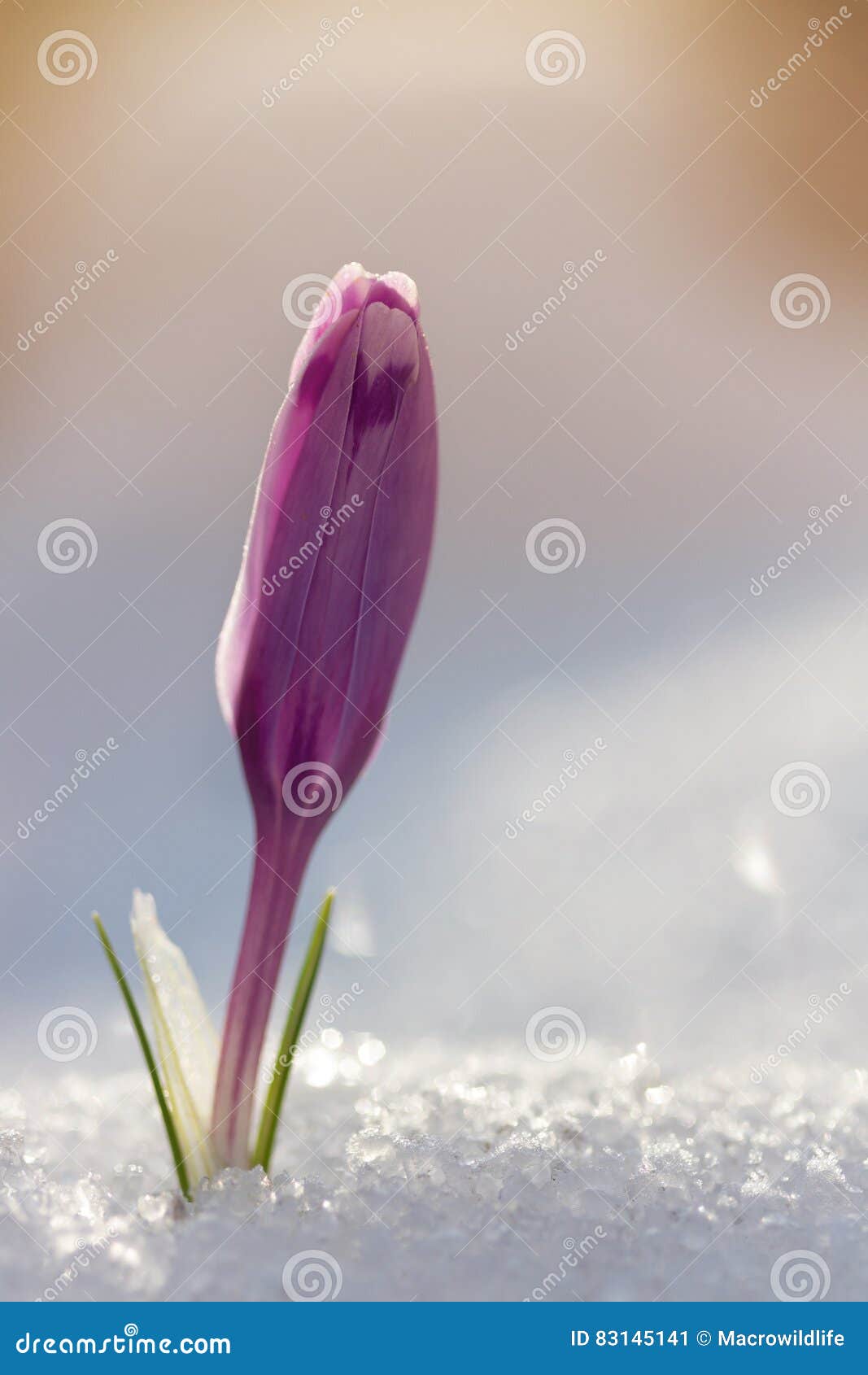 View of Magic Blooming Spring Flowers Crocus Growing from Snow I Stock ...