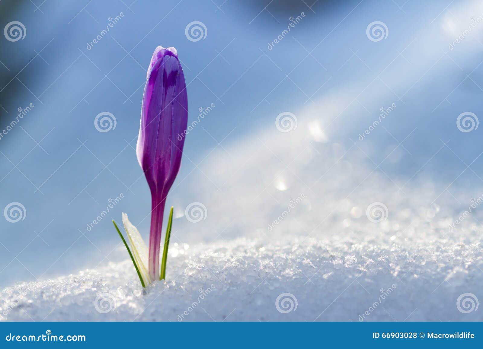 View of Magic Blooming Spring Flowers Crocus Growing from Snow Stock ...