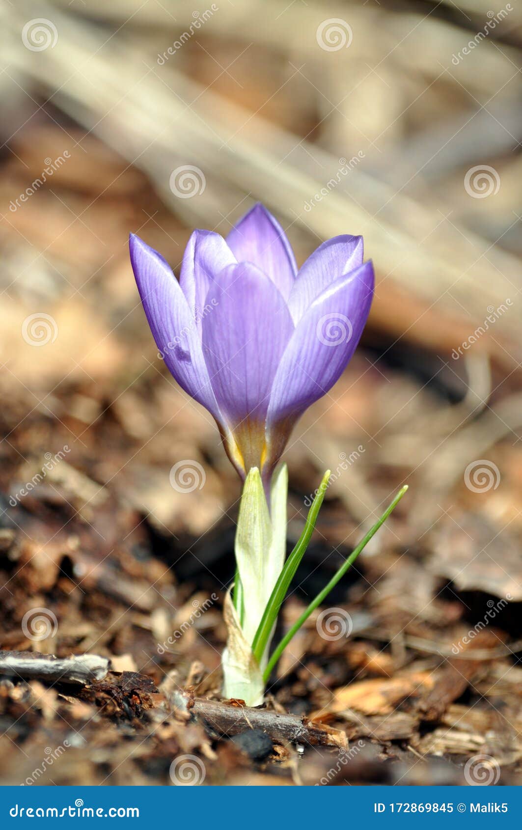 View of Magic Blooming Spring Flowers Crocus Stock Image - Image of ...