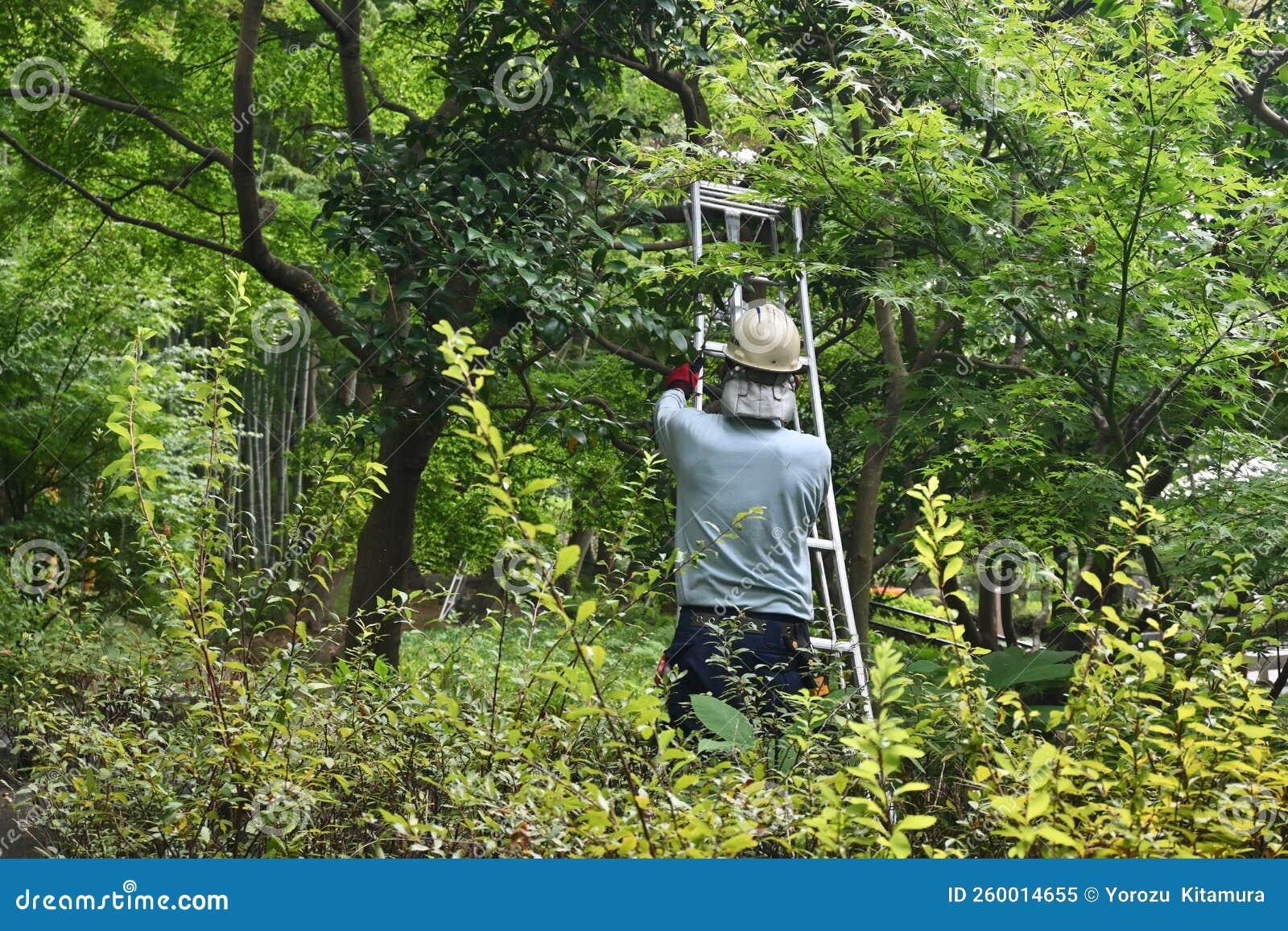 A View of the Maintenance Work in the Park. Stock Image - Image of ...