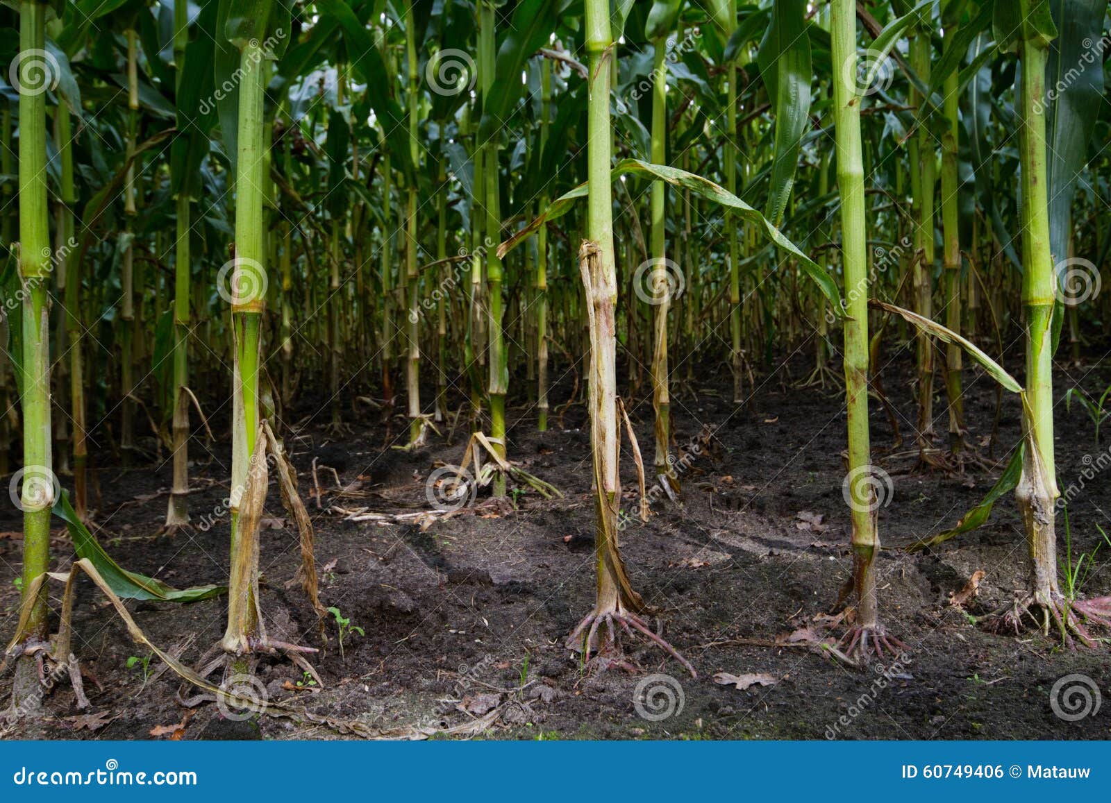 View in a Maize field stock photo. Image of roots, agricultural - 60749406
