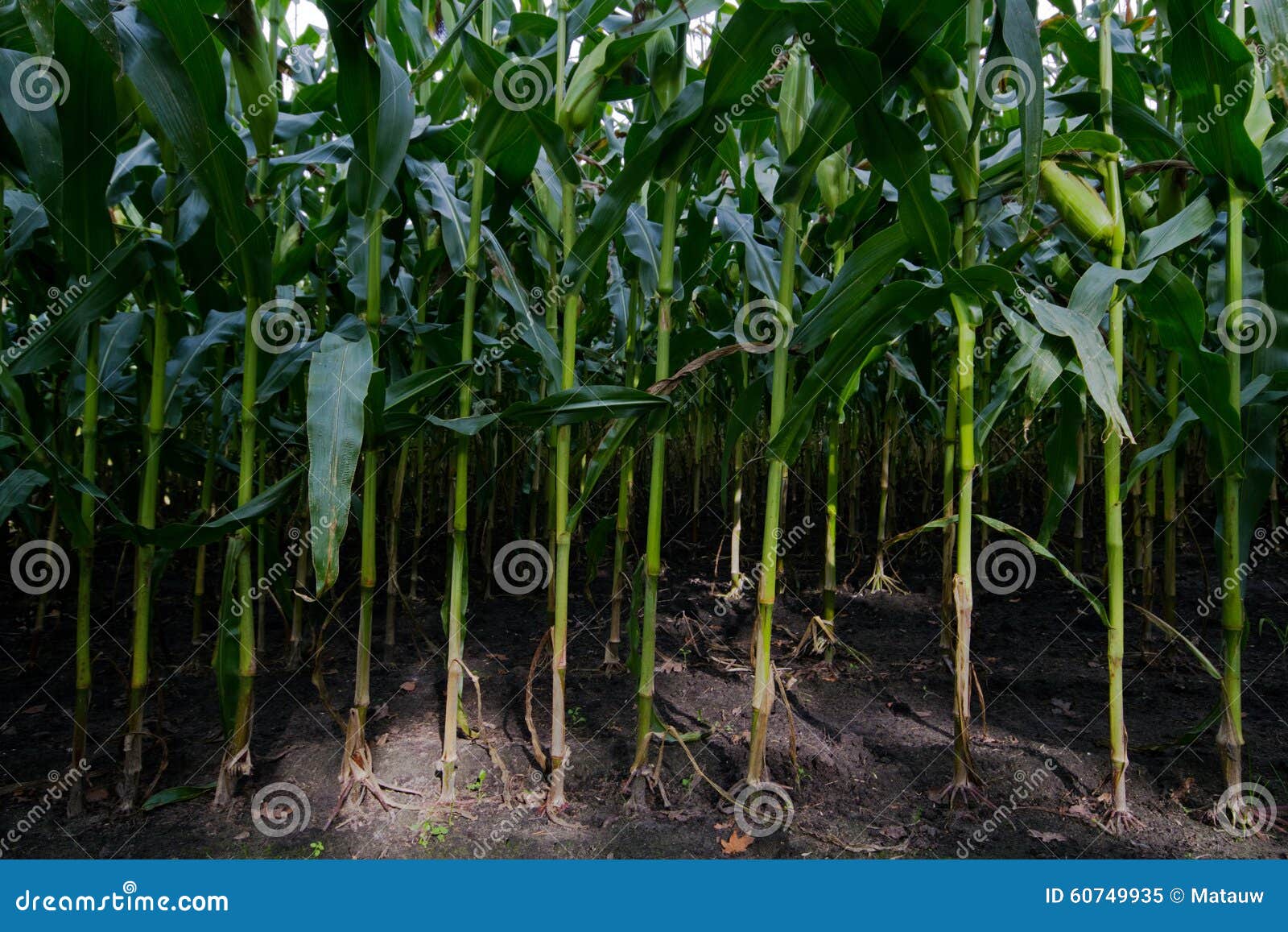 View in a Maize field stock image. Image of leaves, biomass - 60749935
