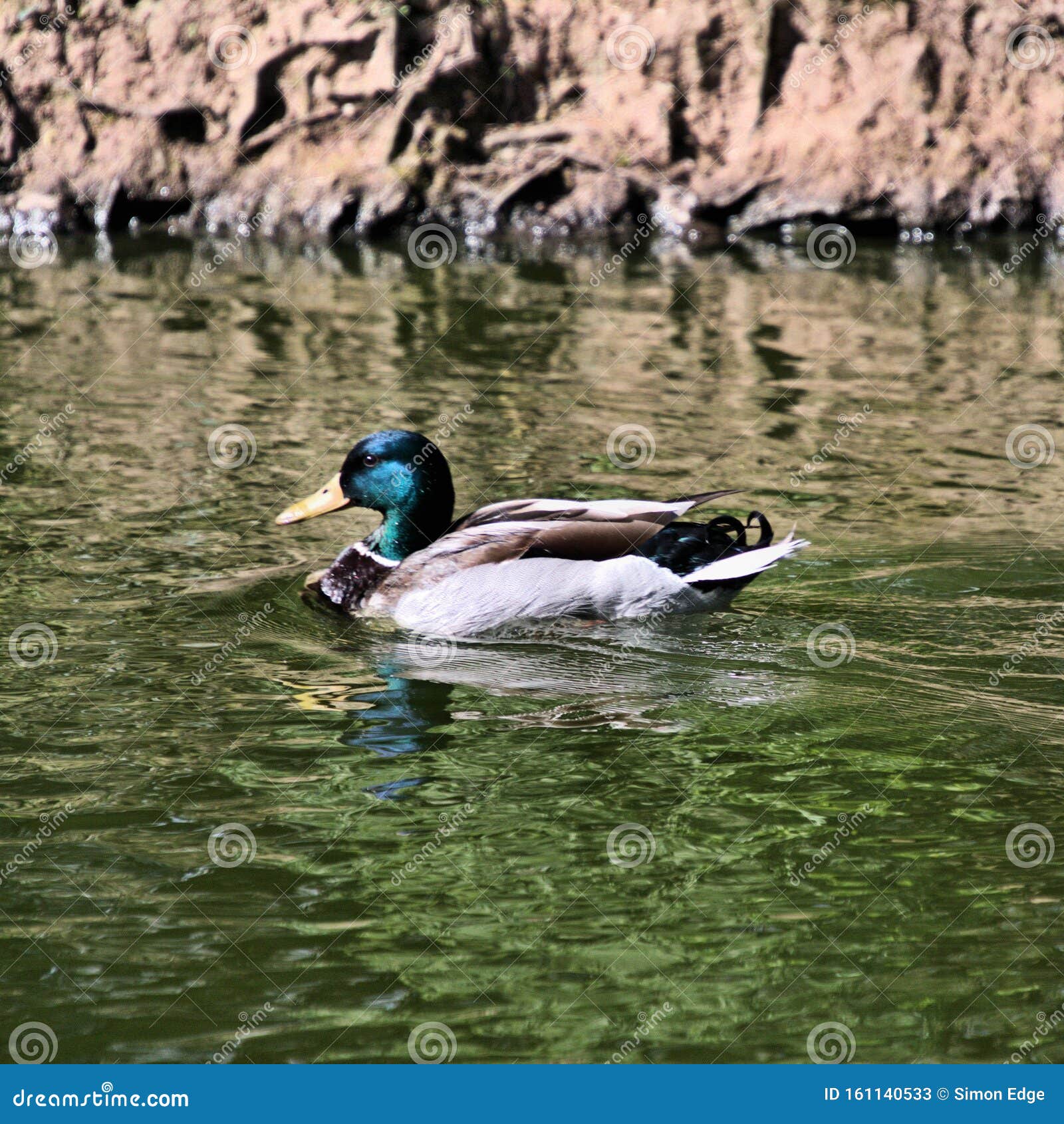 A view of a Mallard Duck stock image. Image of java - 161140533
