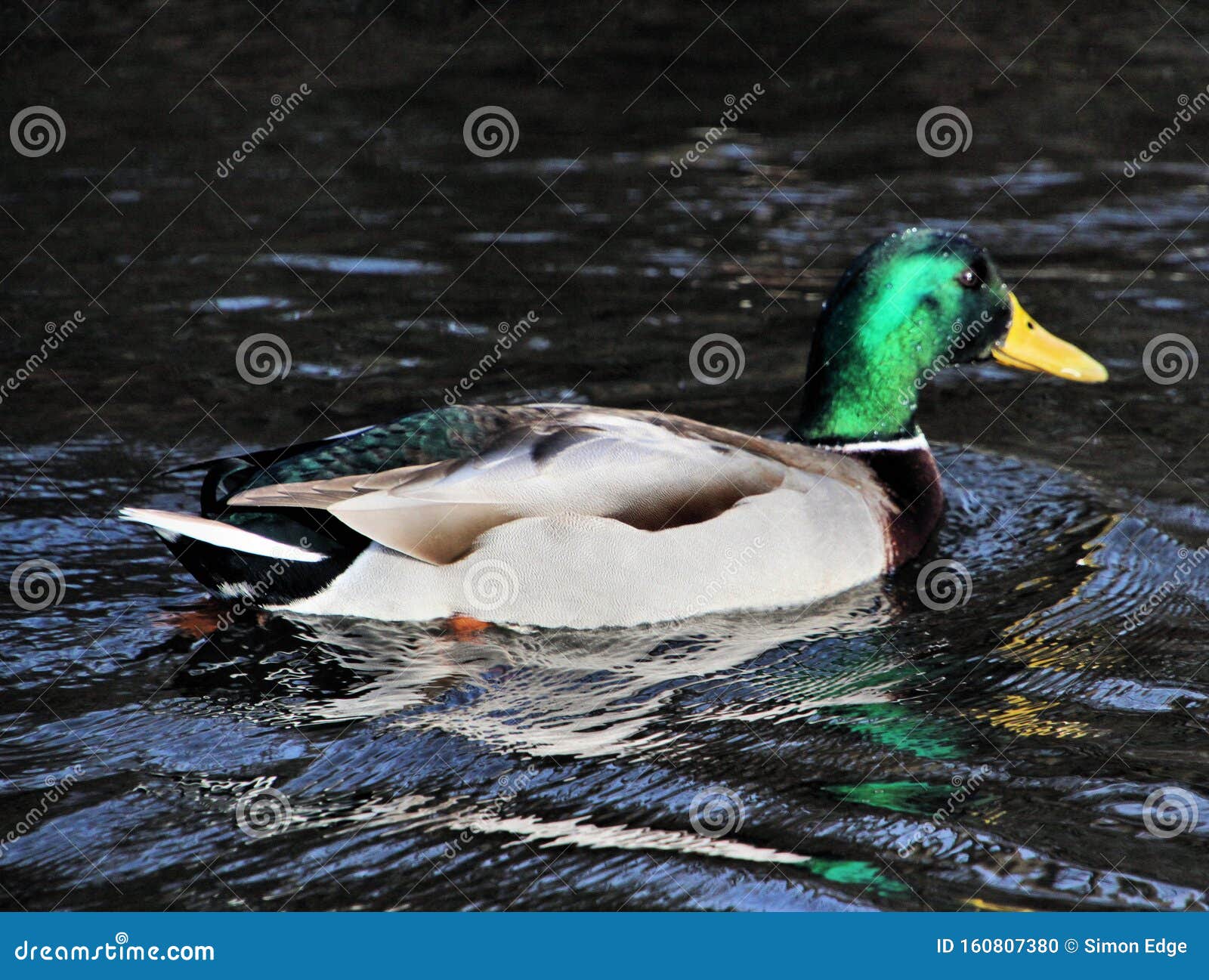A view of a Mallard stock photo. Image of hawaiian, gull - 160807380