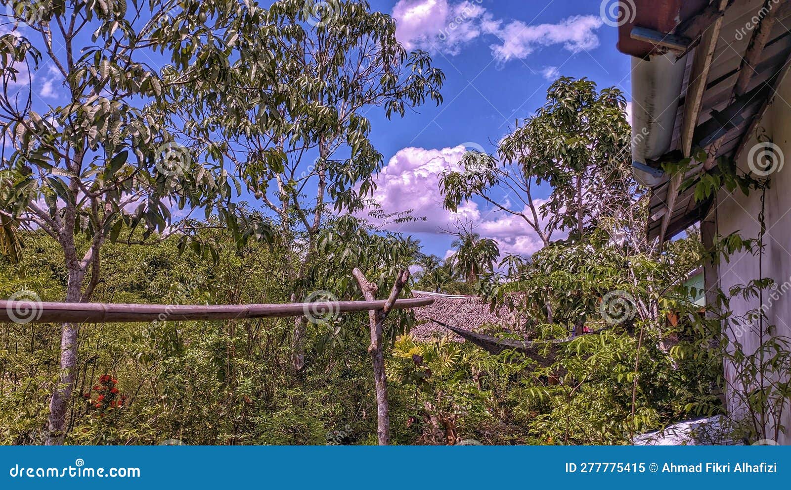 View of the Mango Tree Bessie the House Stock Image - Image of nature ...