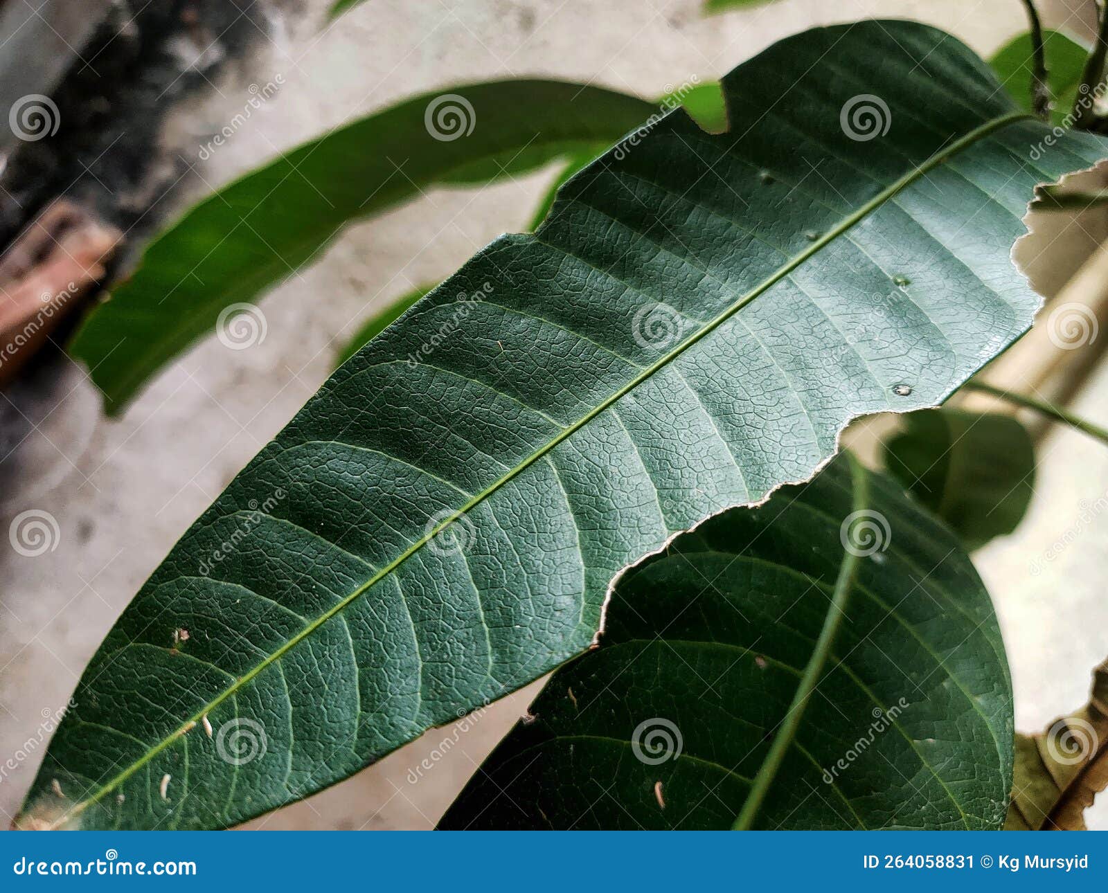 View of Mango Tree Leaves that are Attacked by Pests Stock Image ...