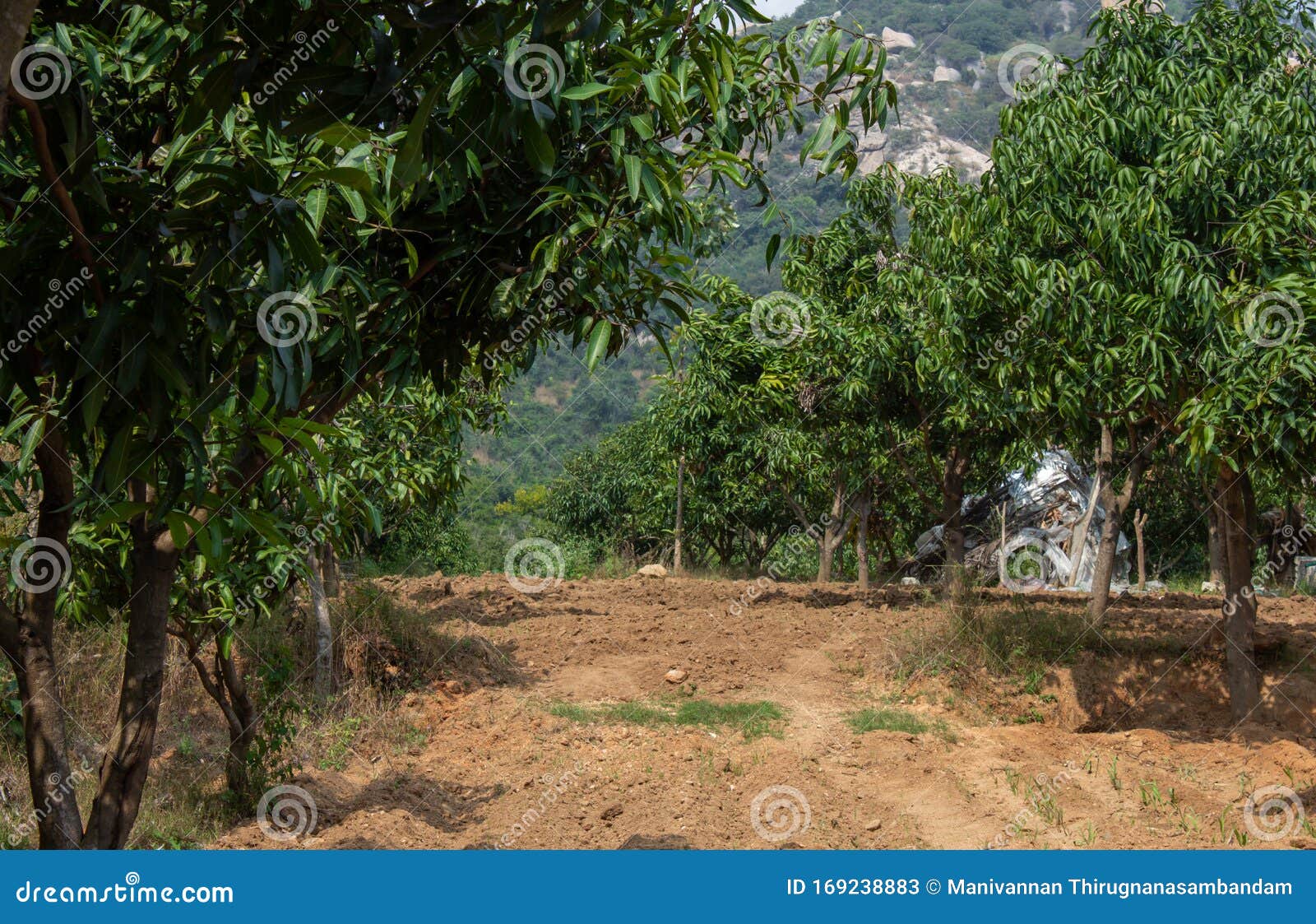View Of Mango Tree Plantation With Ploughed Land In Foreground. Mango ...