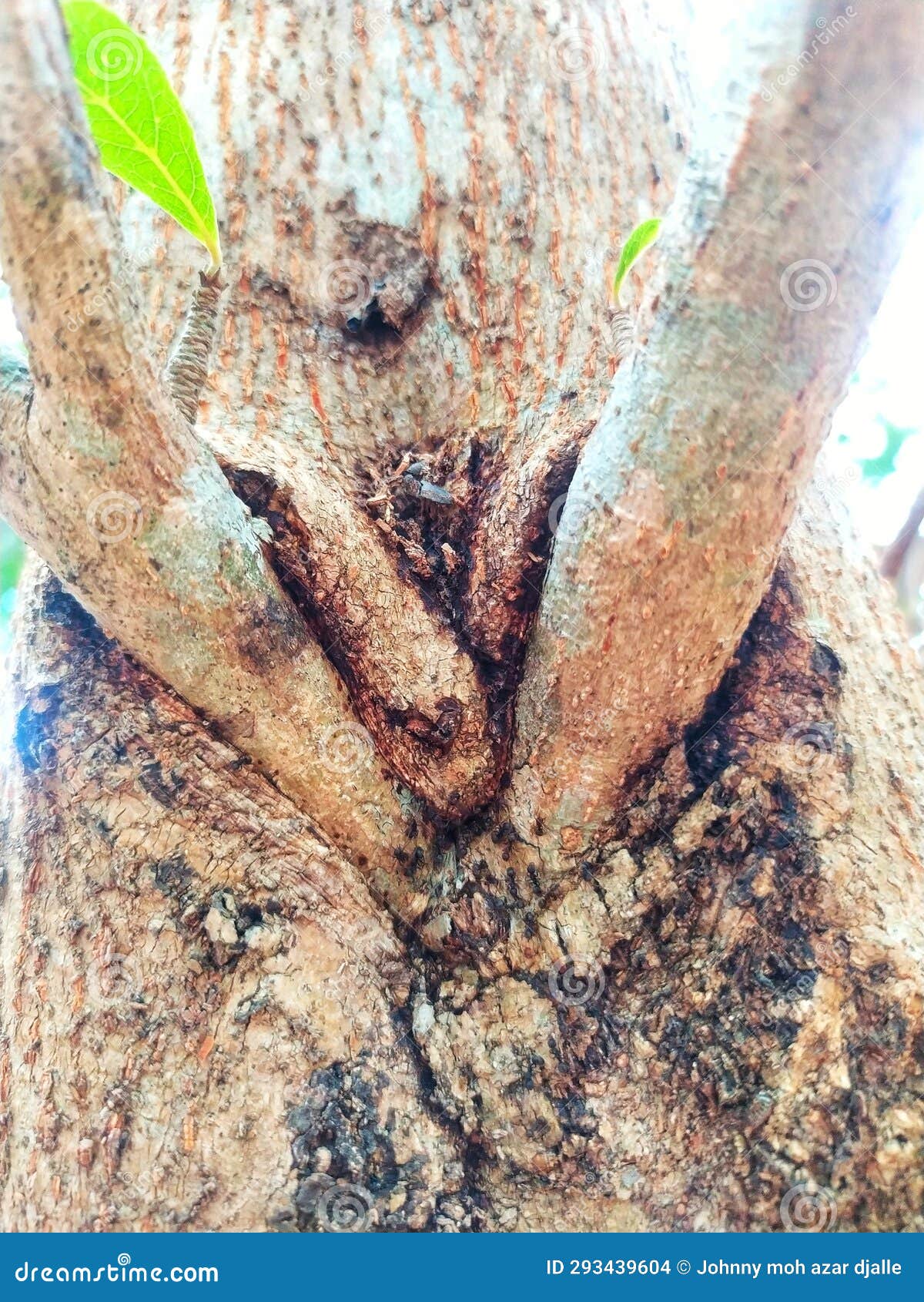 View of Mango tree trunk stock photo. Image of branch - 293439604