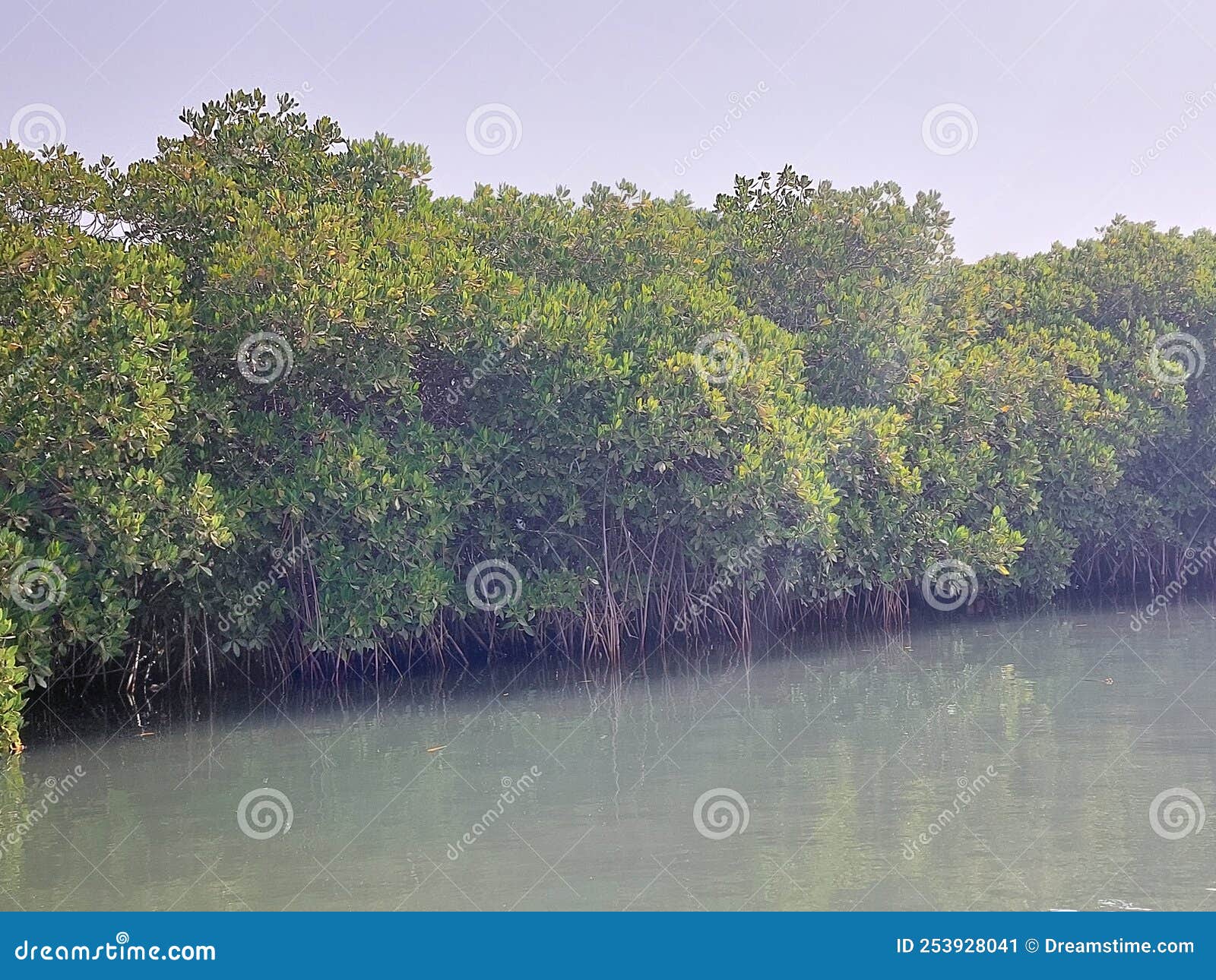 View of Mangrove Ecosystem from Senegal Stock Image - Image of view ...