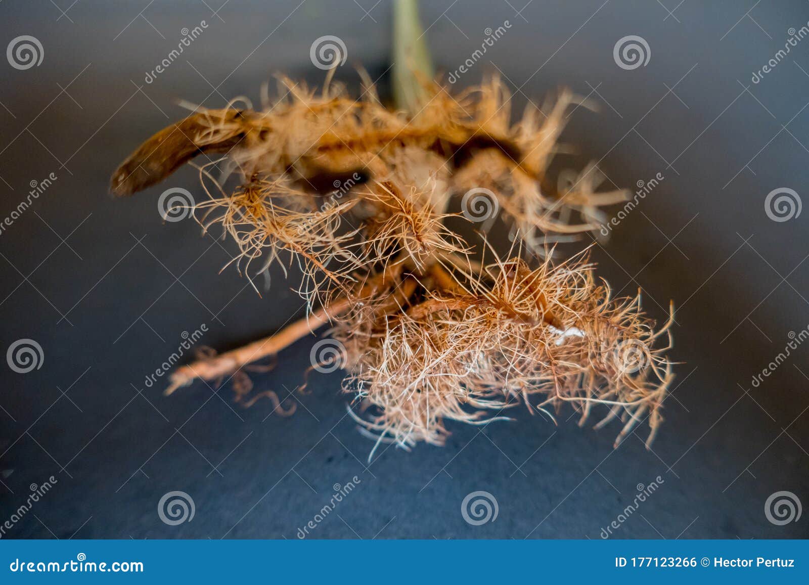 Mangrove Root, The Stilt Roots Or Prop Roots Grow In The Places Where ...