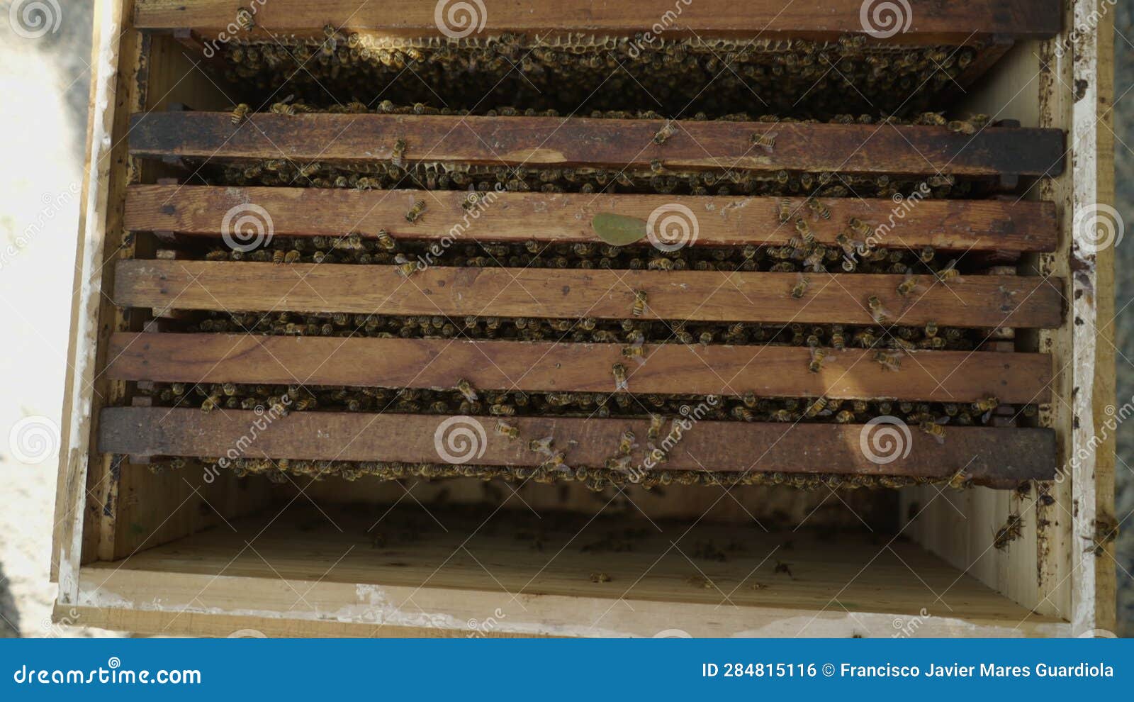 View of Many Bees Inside a Beekeeping Box with Smoke Stock Footage ...