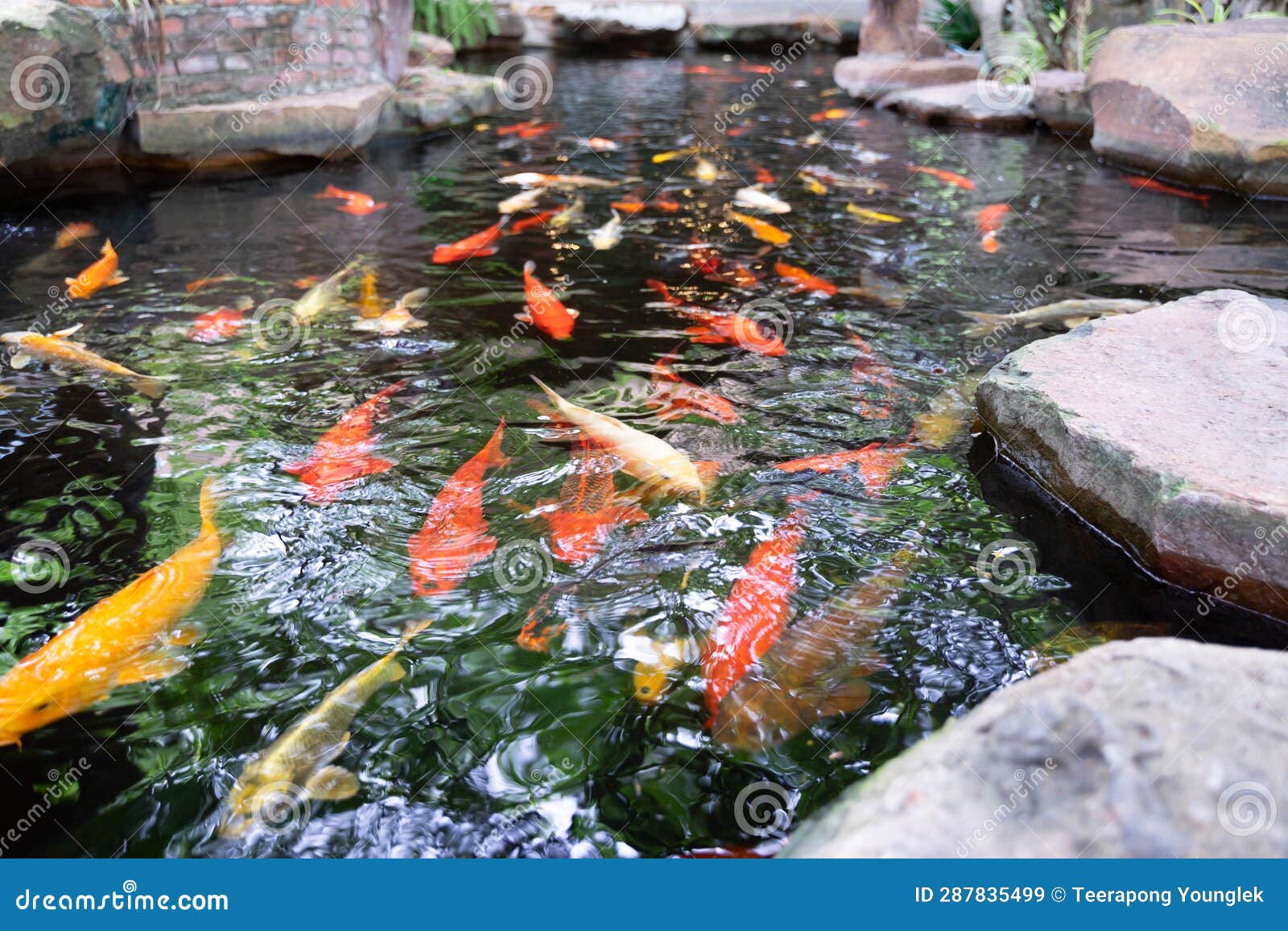 A View of Many Koi Fish Swimming Below the Water Surface in a Koi Pond ...