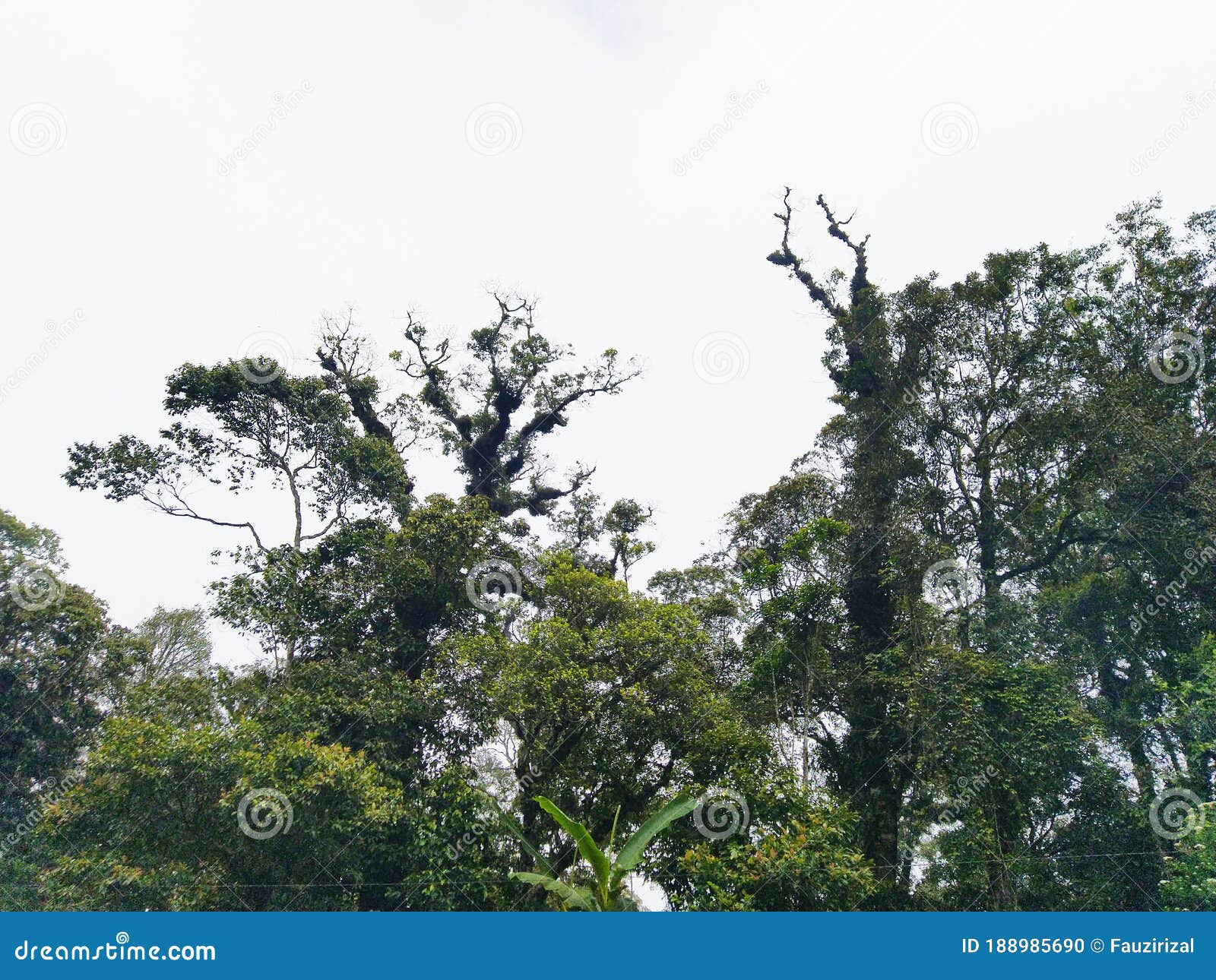 View of Many Trees at Tropical Forest Stock Photo - Image of vegetation ...