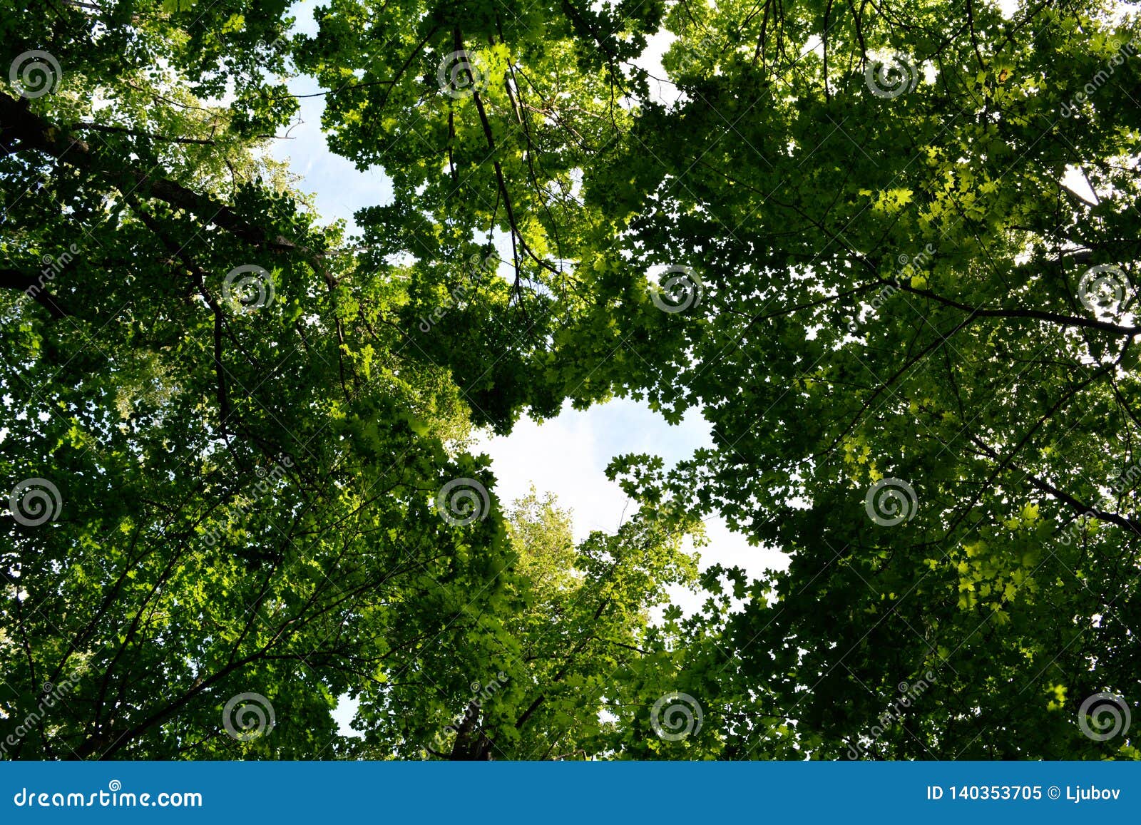 View on Maple Trees from Below. Green Forest in Summer Stock Image ...