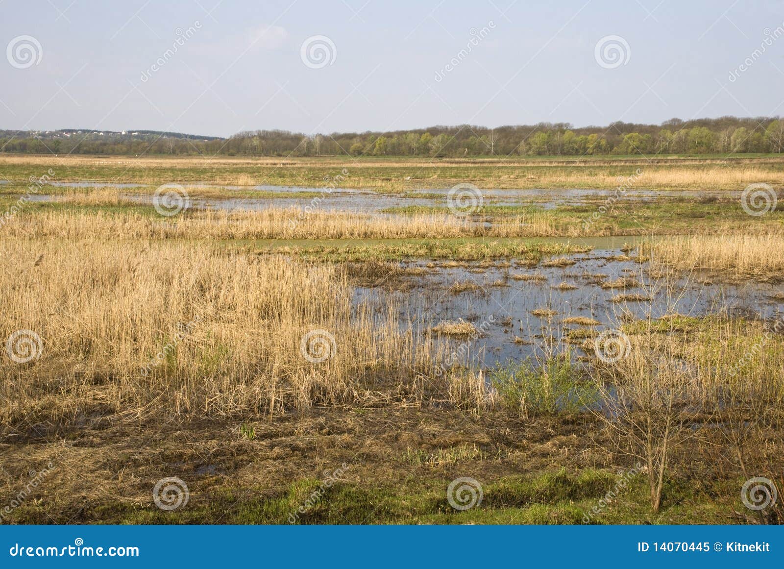 View of the Marsh and Forest in the Background Stock Image - Image of ...
