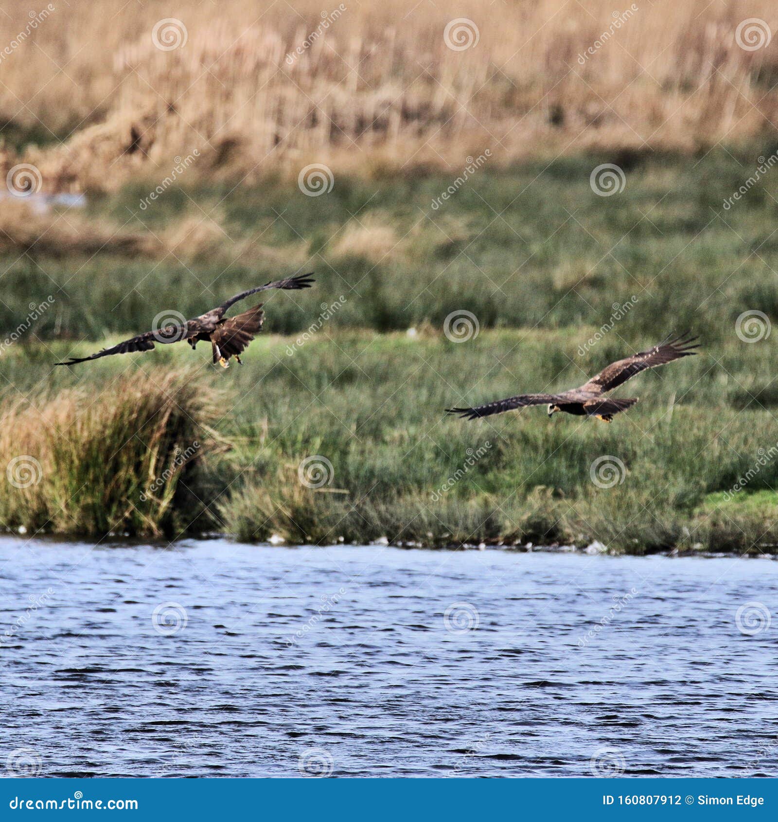 A View of a Marsh Harrier in Flight Stock Photo - Image of falcon, hawk ...