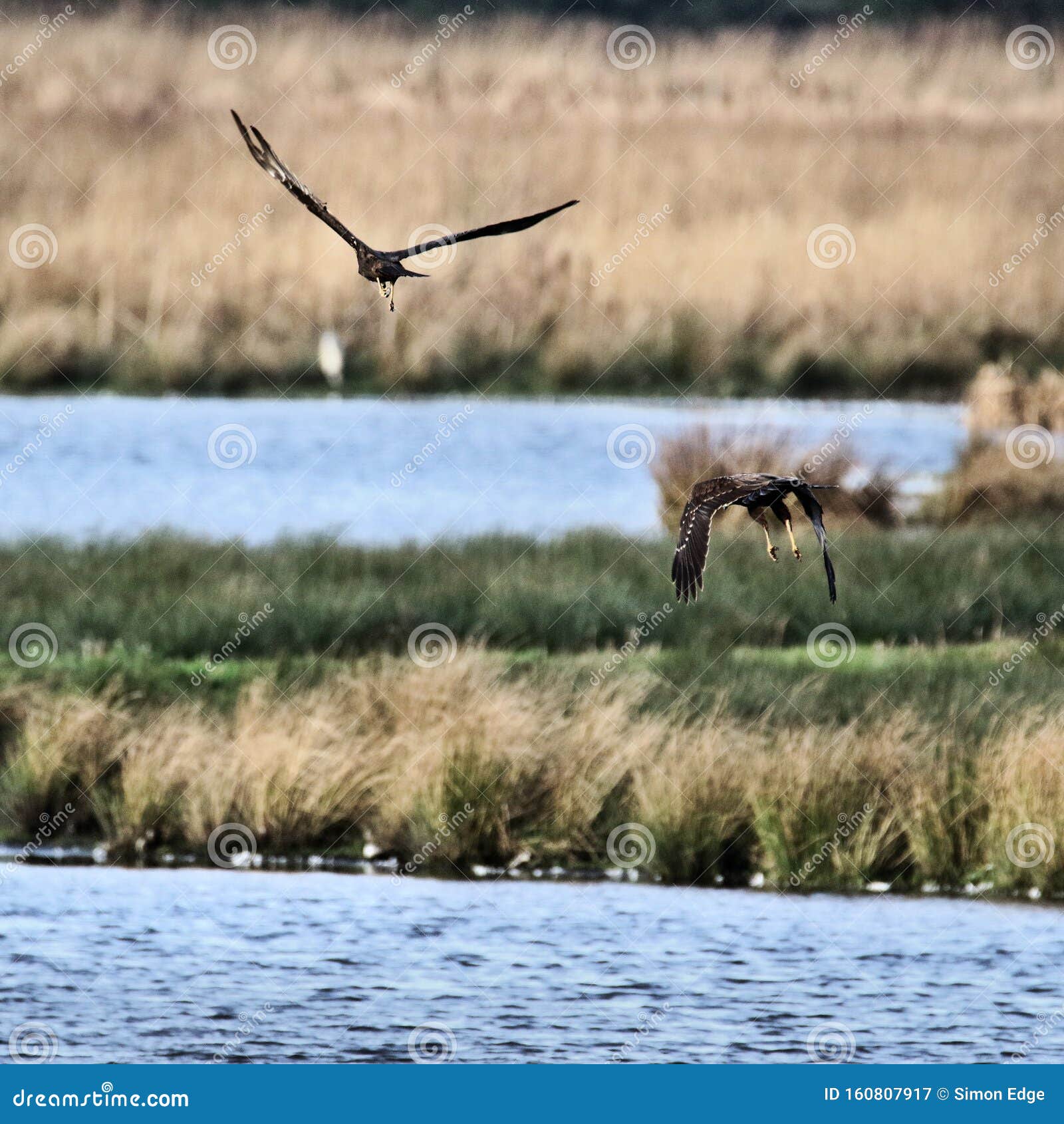 A View of a Marsh Harrier in Flight Stock Image - Image of eagles ...