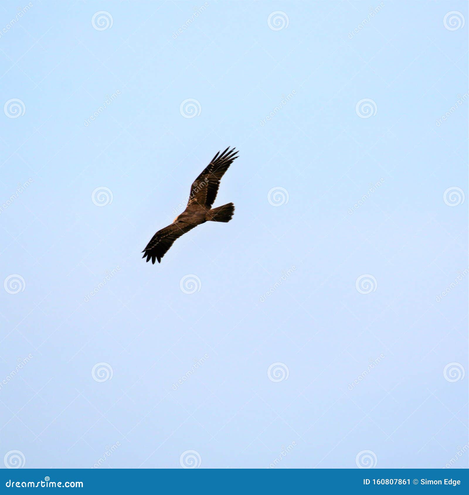 A View of a Marsh Harrier in Flight Stock Image - Image of hawk, spread ...
