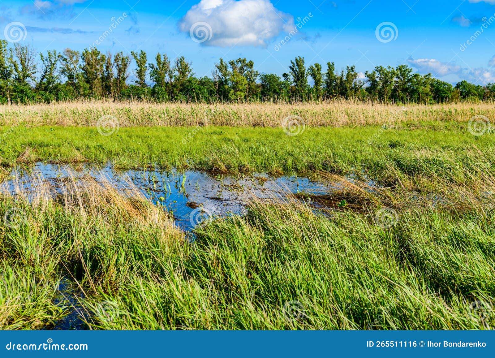 View of the Marsh Near River Dnieper on Spring Stock Photo - Image of ...