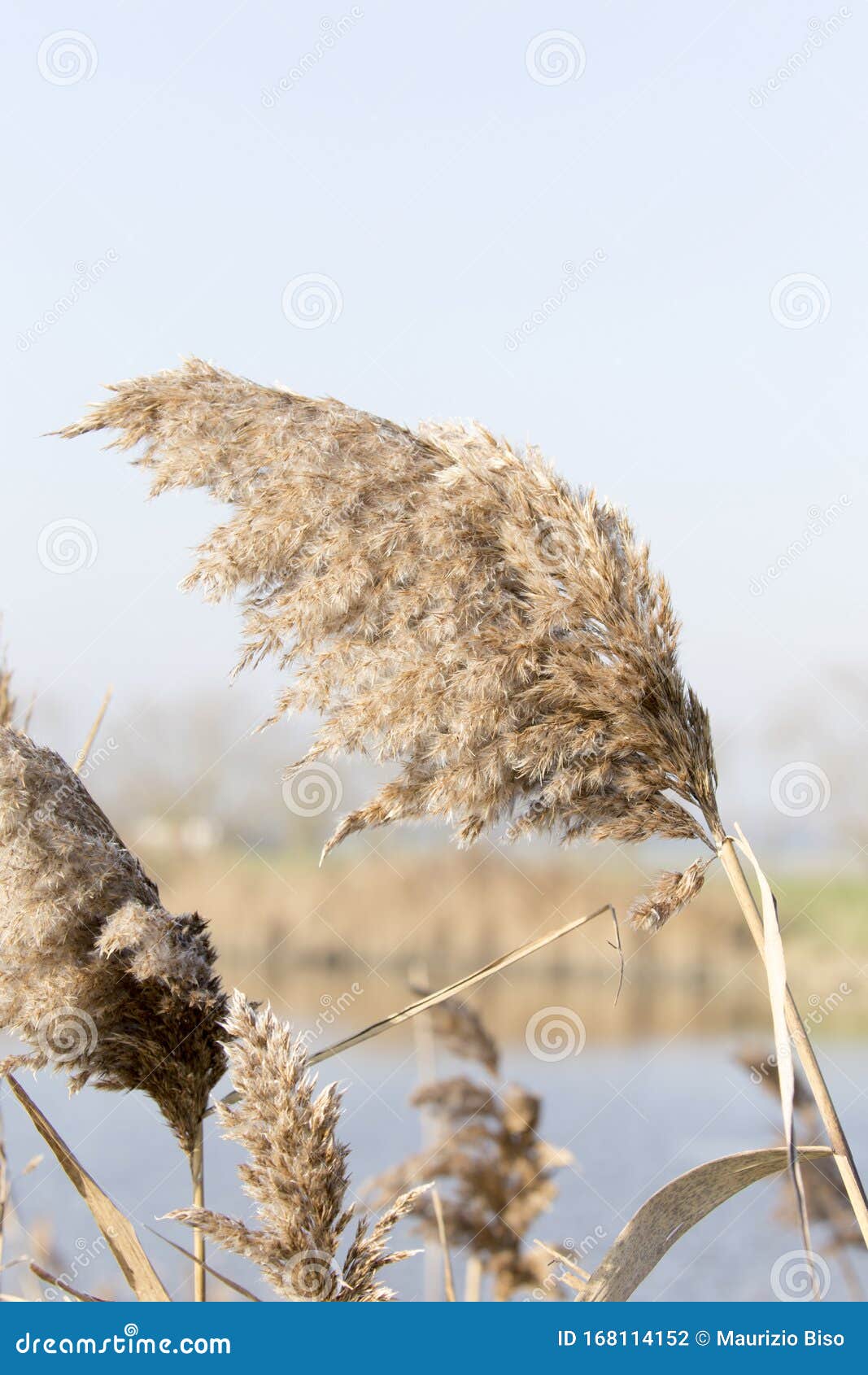 View of Marsh Reed in Comacchio Valley Stock Photo - Image of brown ...