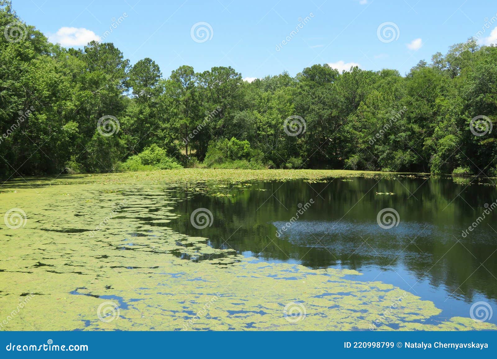 View of the Marshes of North Florida Stock Image - Image of flora, pond ...