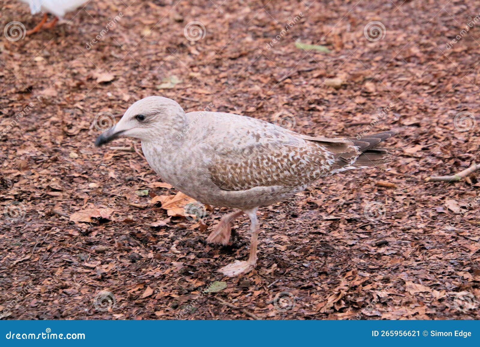 A View of Martin Mere Nature Reserve Stock Image - Image of gull ...