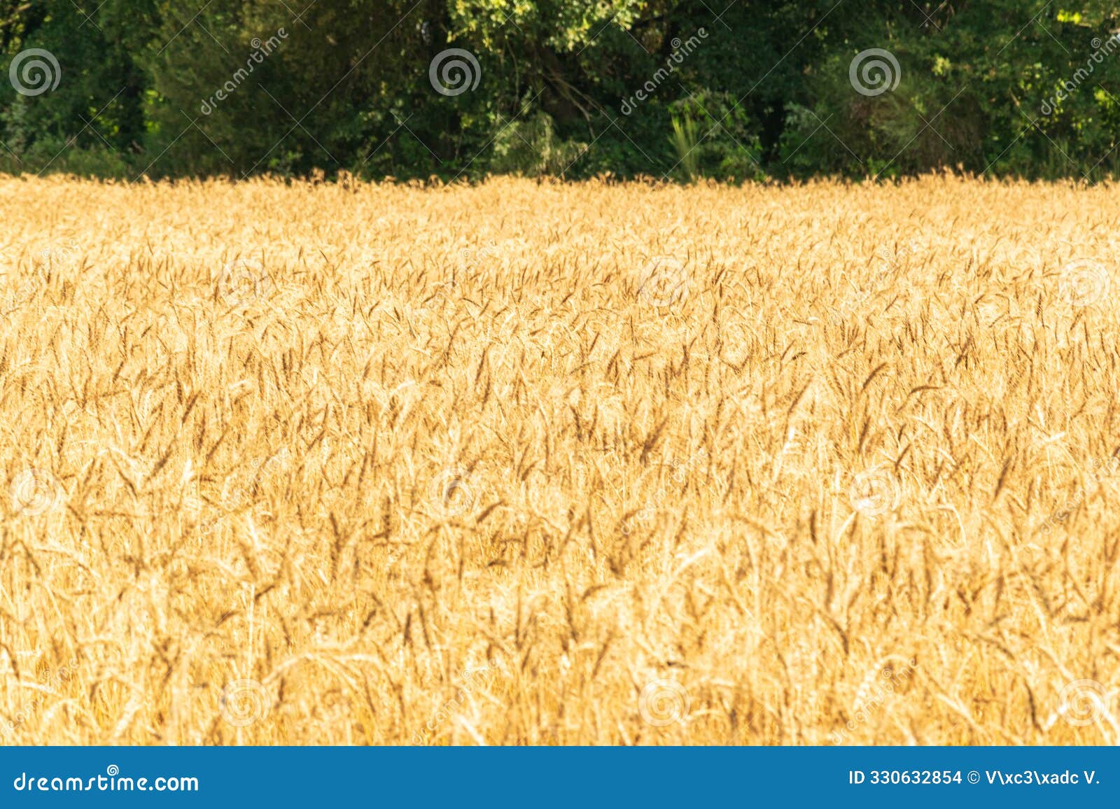 View of a Mature Wheat Field in Summer with a Forest in the Background ...