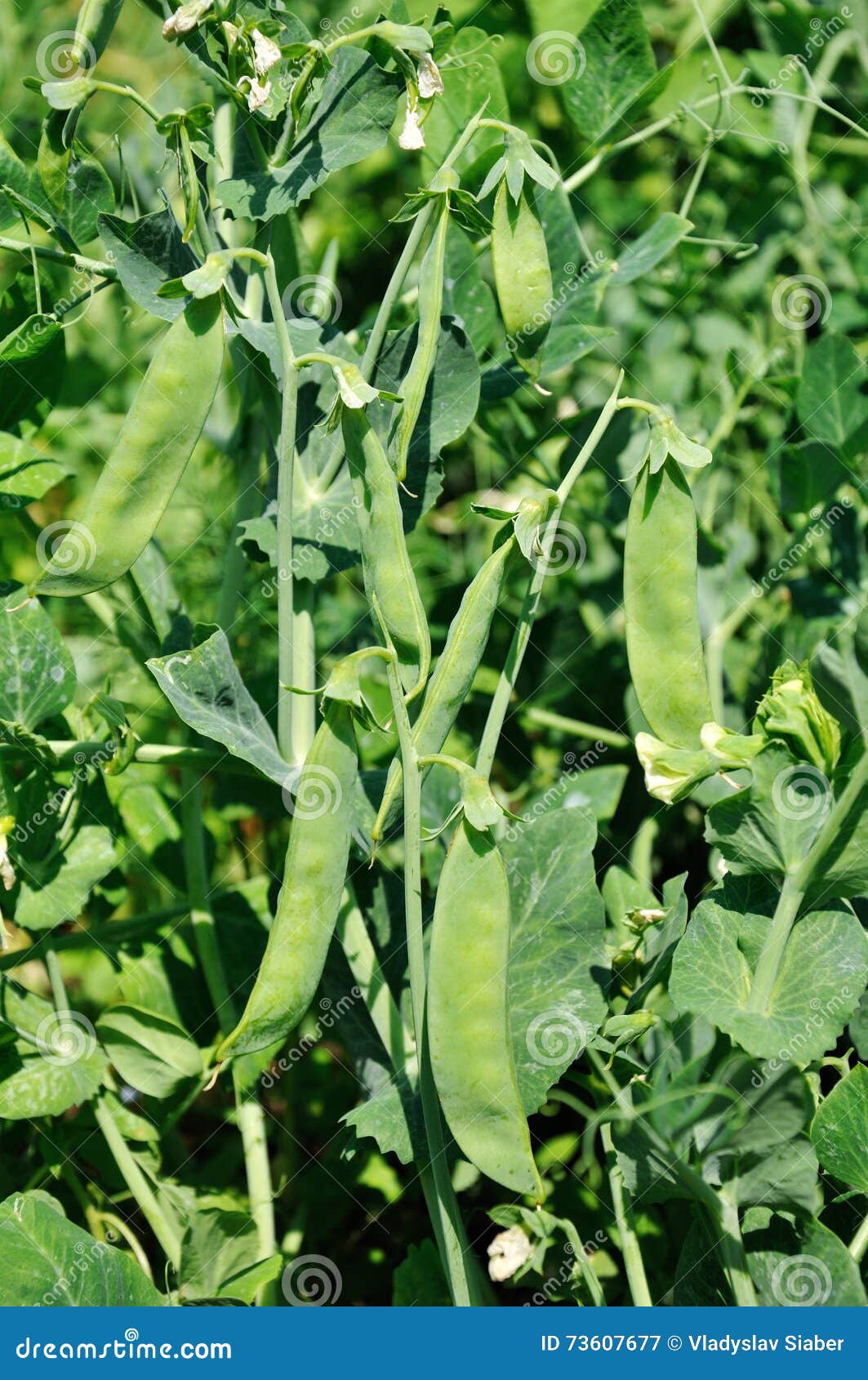 View of Maturing Pea Pods on the Stem Stock Image - Image of crop ...
