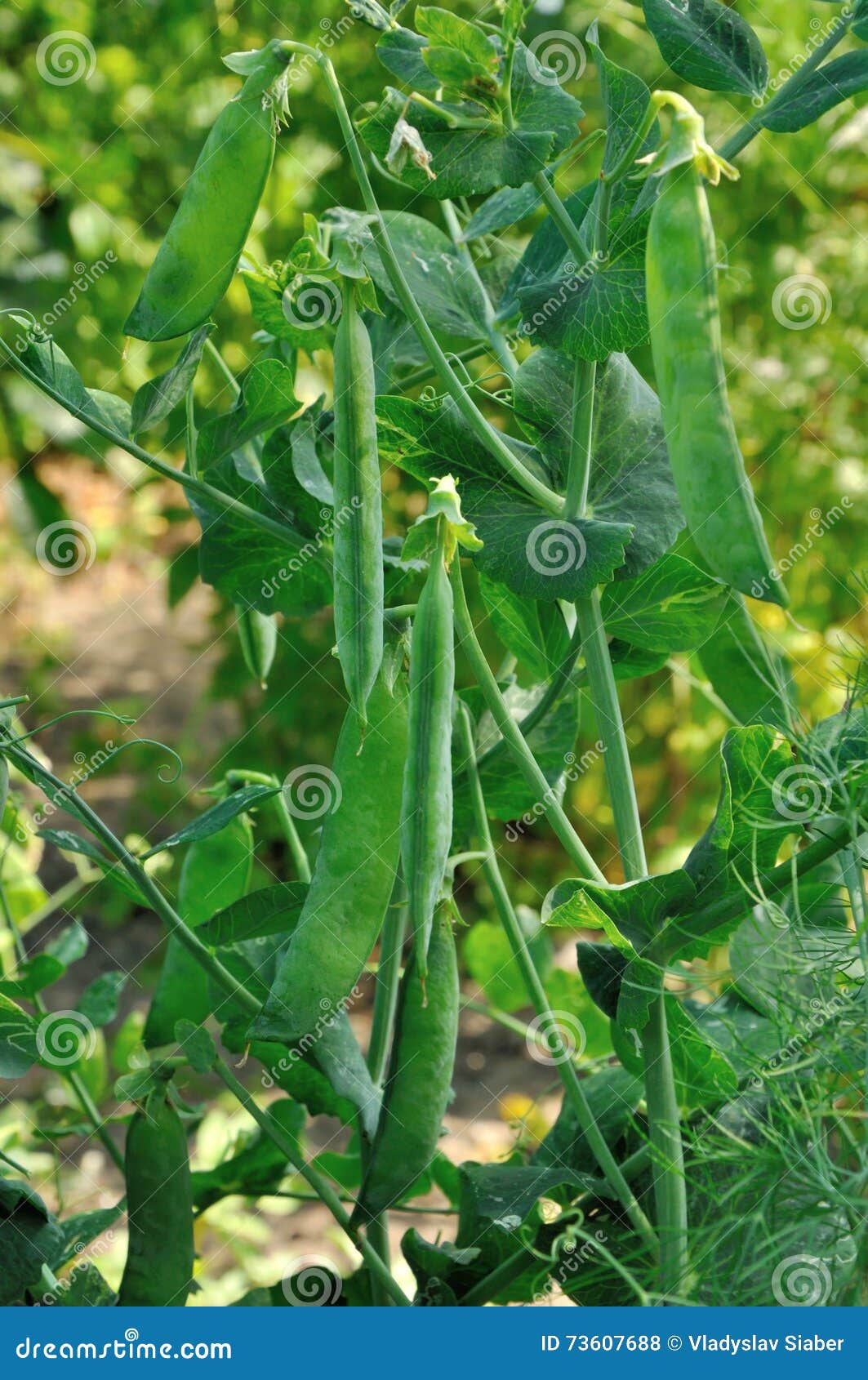 View of Maturing Pea Pods on the Stem Stock Photo - Image of bean ...