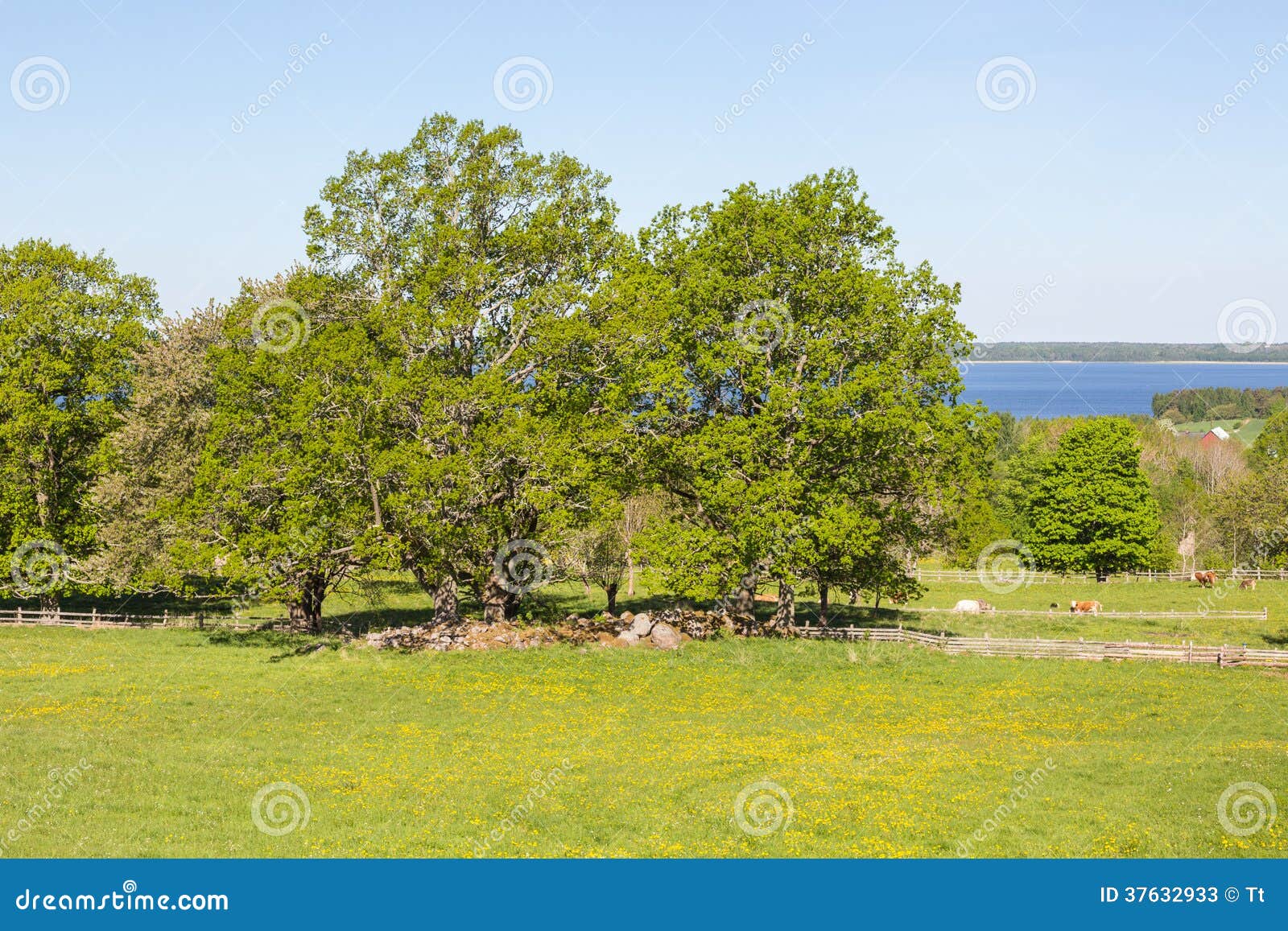 View of a meadow stock image. Image of cloudless, beauty - 37632933