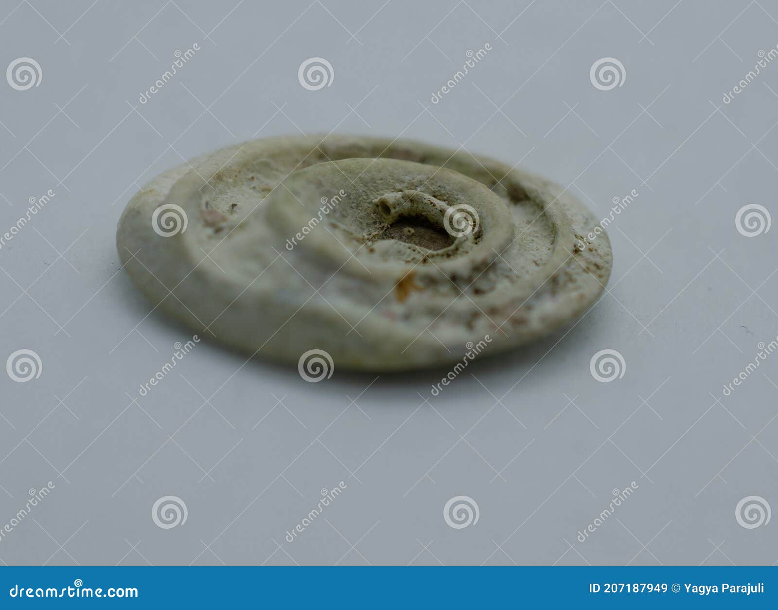 View of micro sea shell stock image. Image of white - 207187949
