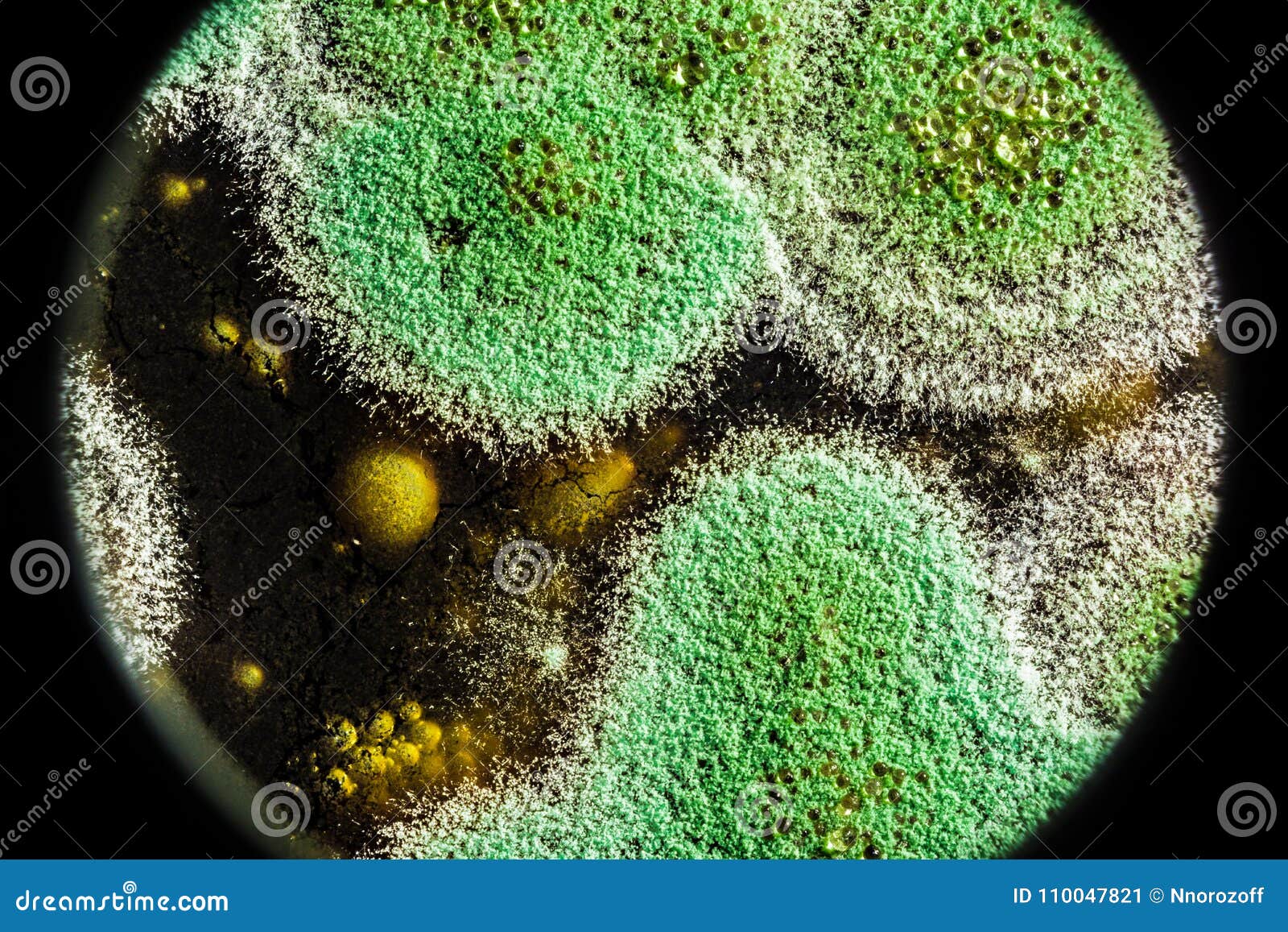 Development of Green Mold on an Organic Basis, Abstract Background ...