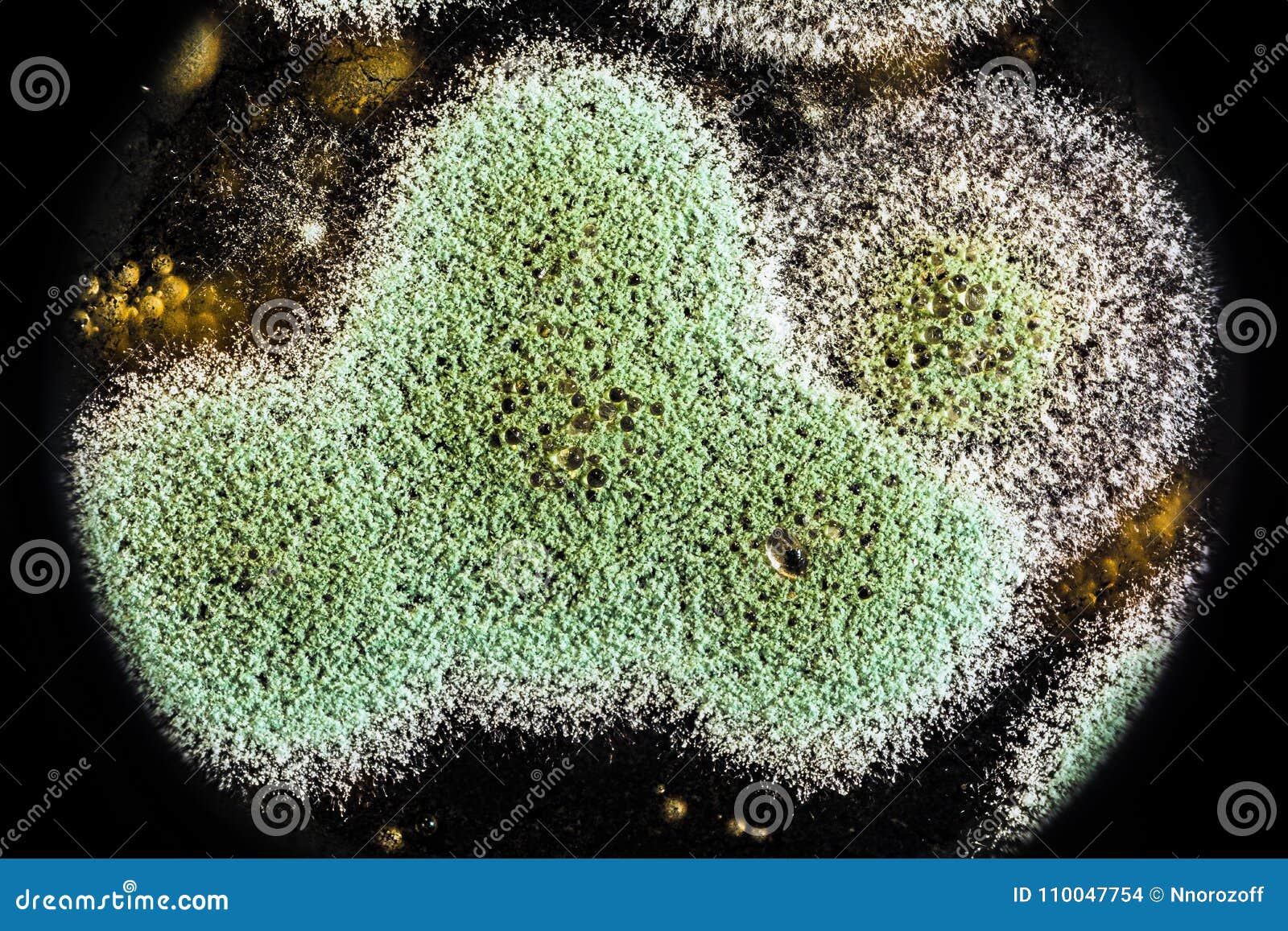 Development of Green Mold on an Organic Basis, Abstract Background ...