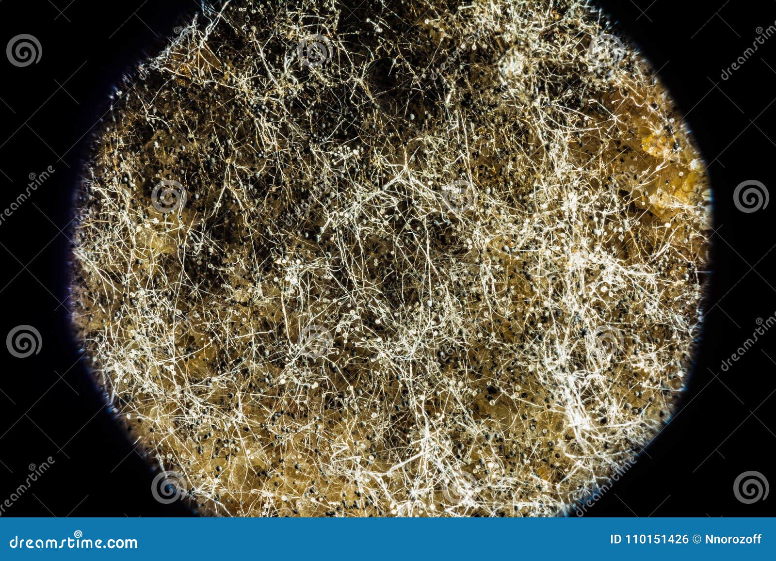 Development of Green Mold on an Organic Basis, Abstract Background ...