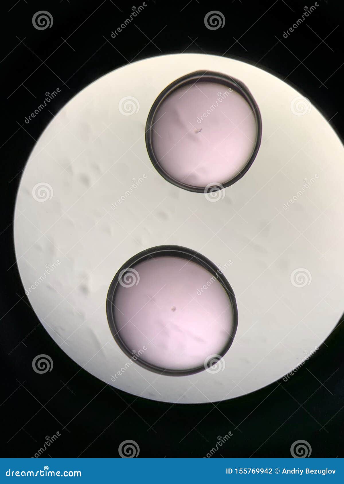View through Microscope at in Vitro Fertilization Process Stock Photo ...