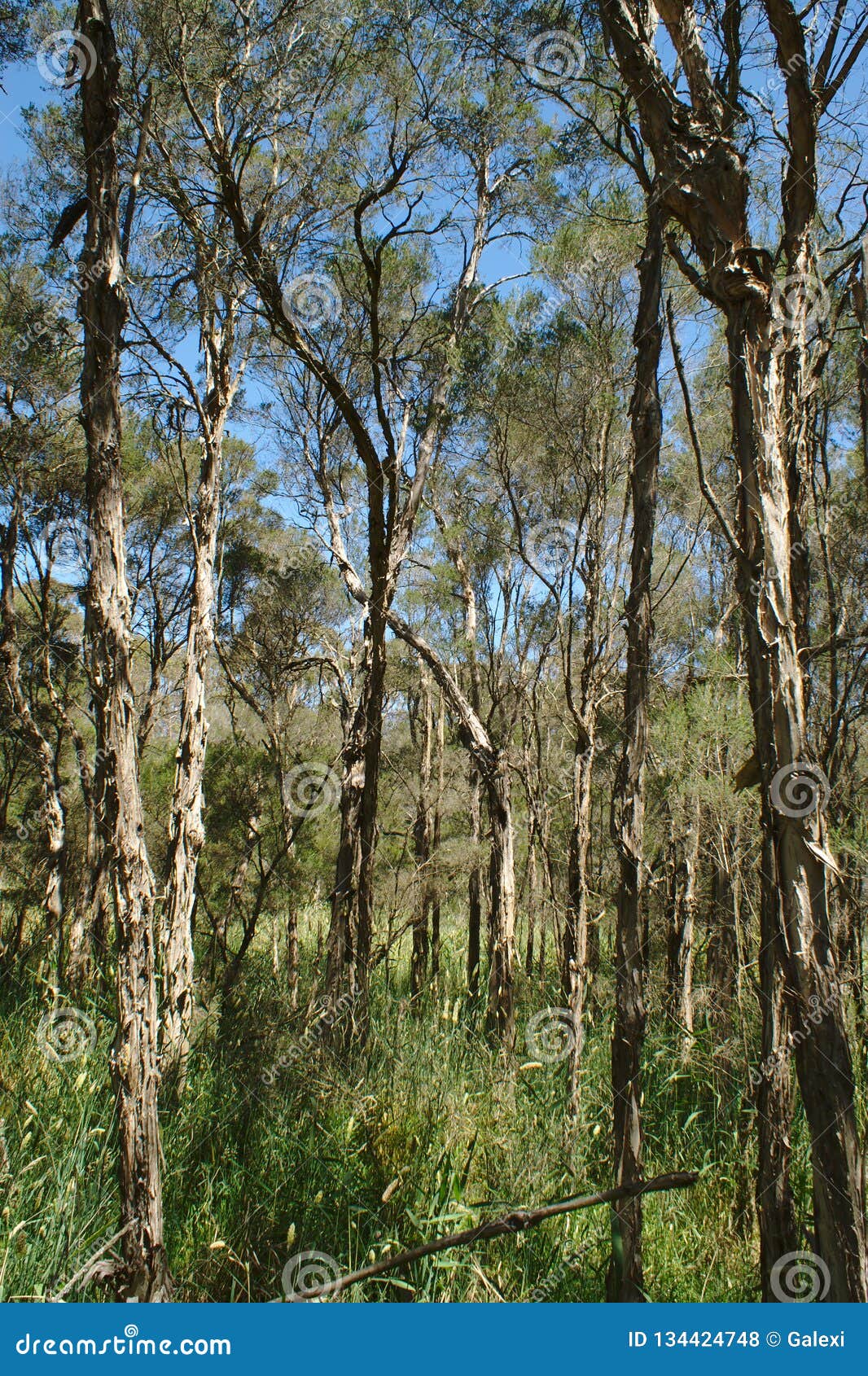 View of middle forest stock photo. Image of mystery - 134424748