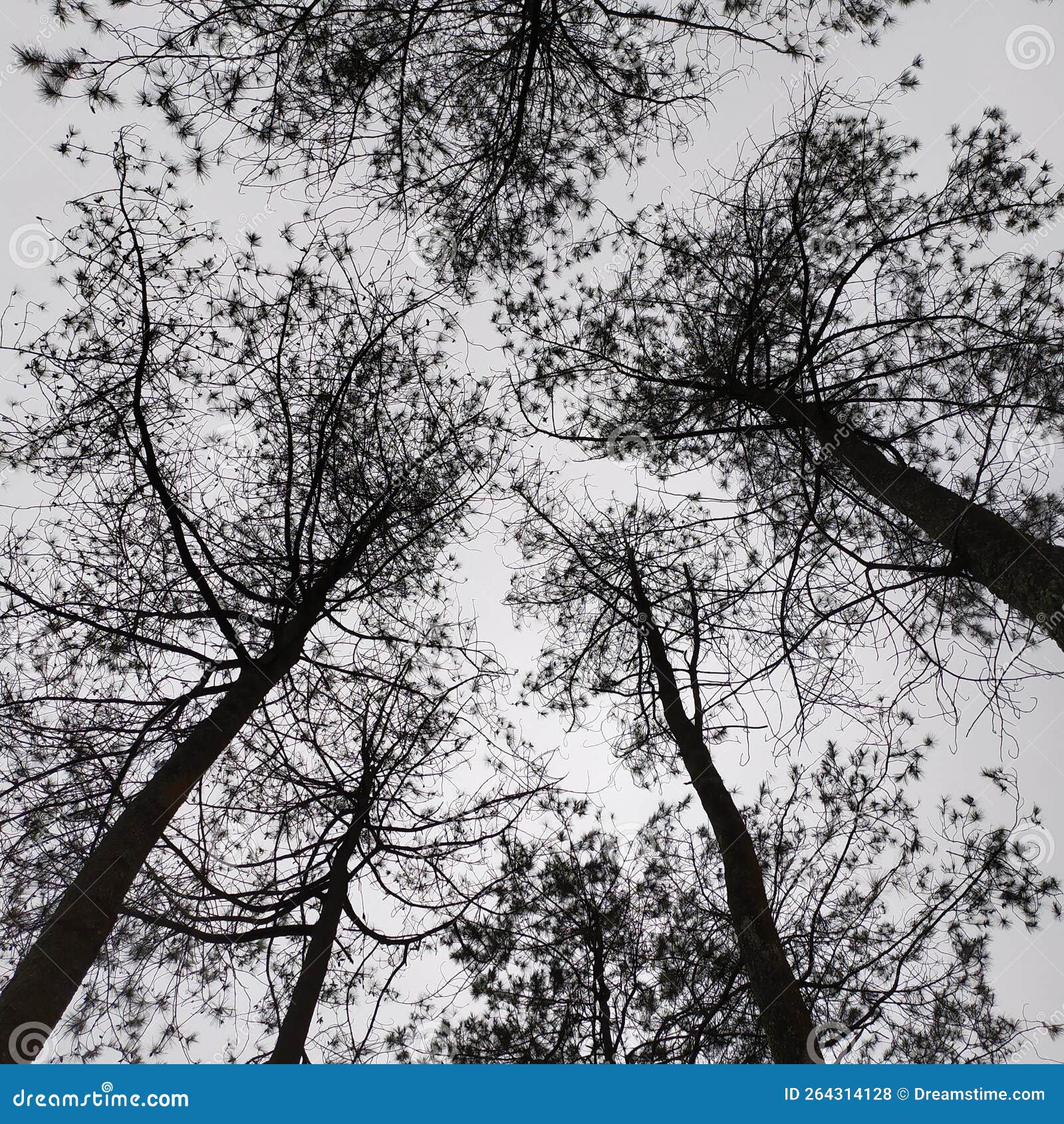 A View of the Middle of the Forest with Towering Tree Branches Stock ...