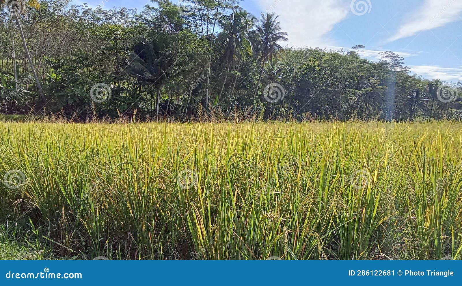 The View from the Middle of the Yellow Rice Fields Stock Image - Image ...
