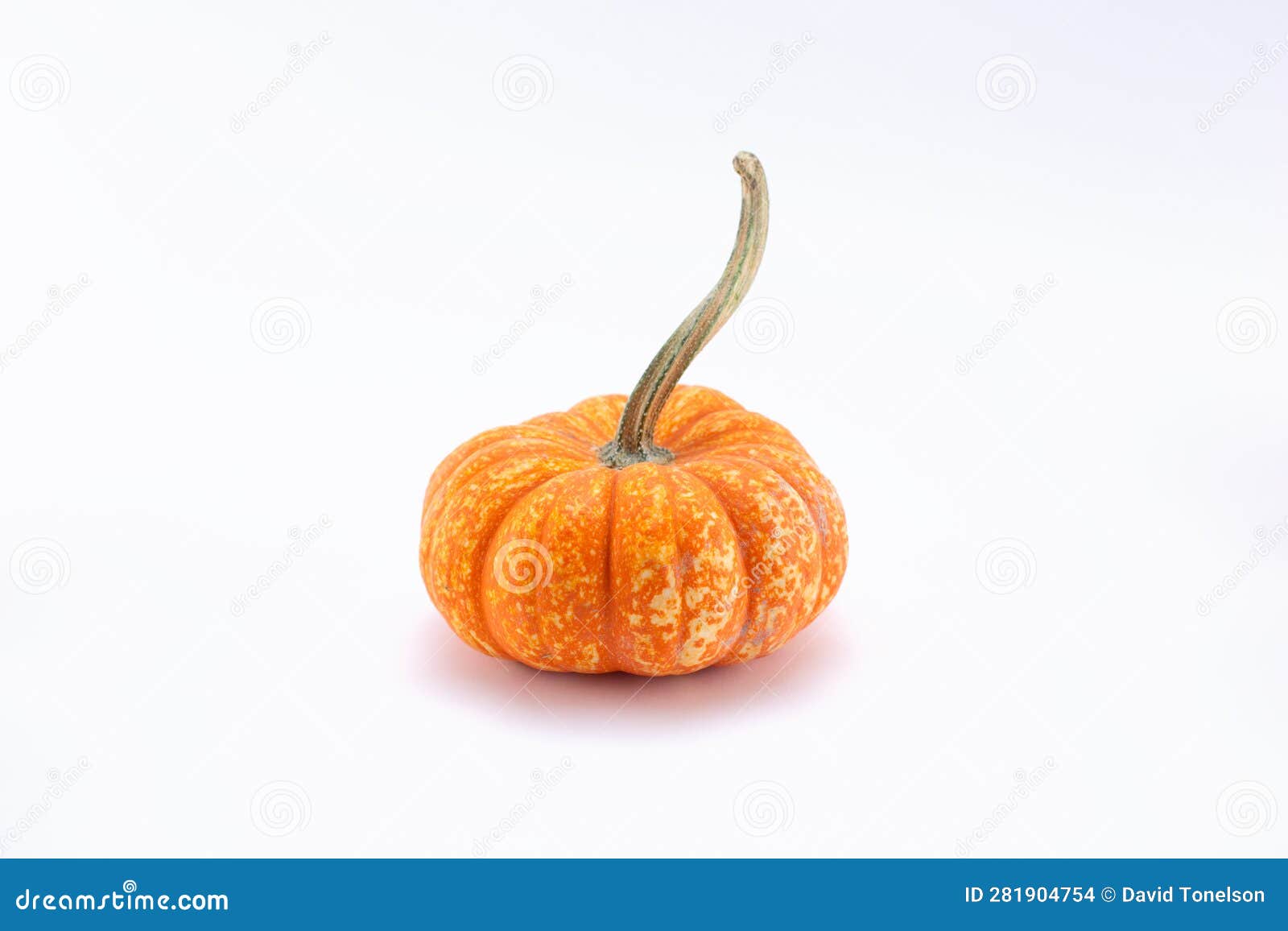 Mini orange pumpkin stock photo. Image of fruit, market - 281904754