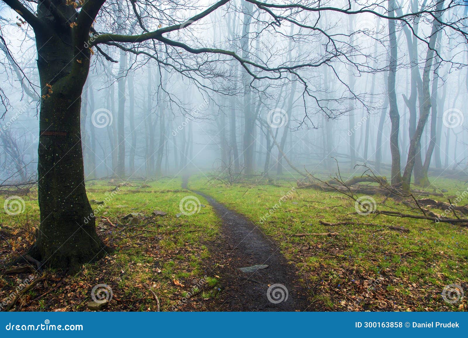 View into a Misty Spring Forest with a Path Way Stock Photo - Image of ...