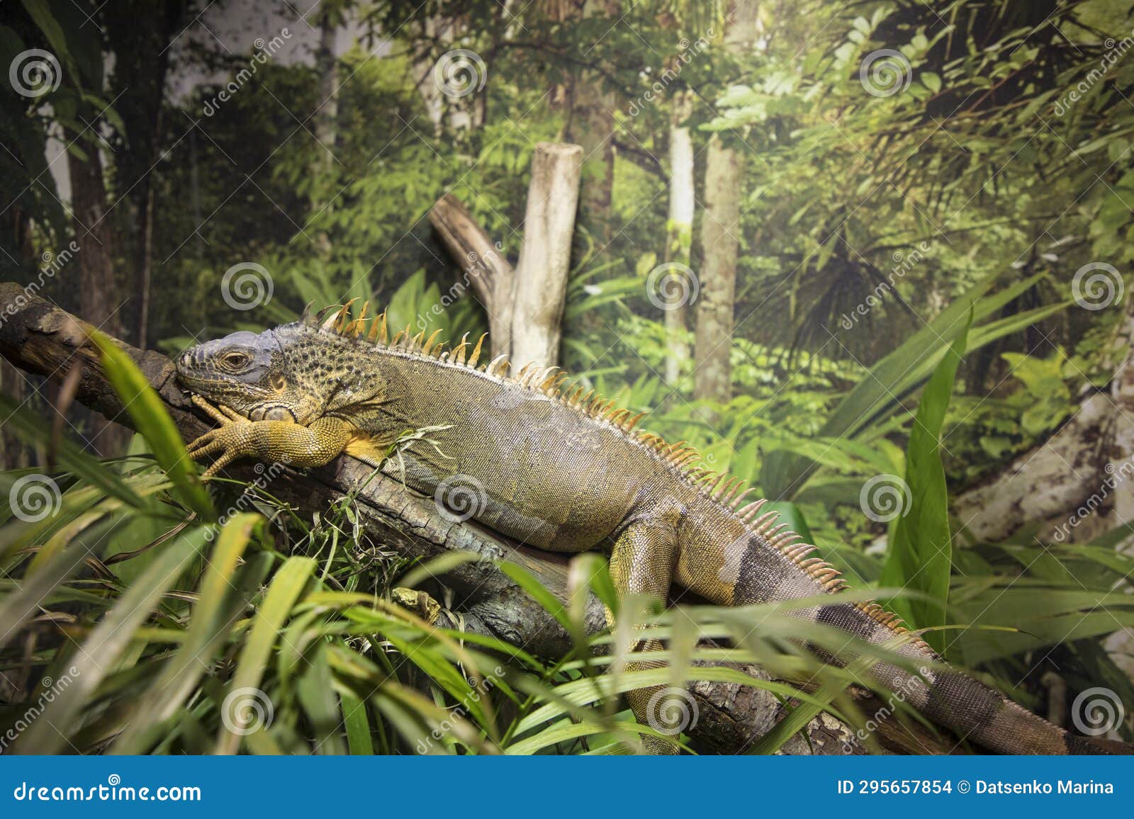 View of a Monitor Lizard in a Pond Stock Photo - Image of frog, tree ...