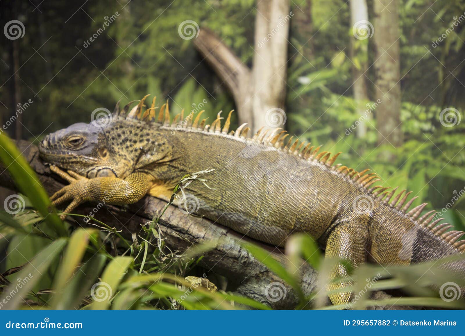 View of a Monitor Lizard in a Pond Stock Photo - Image of nature, view ...