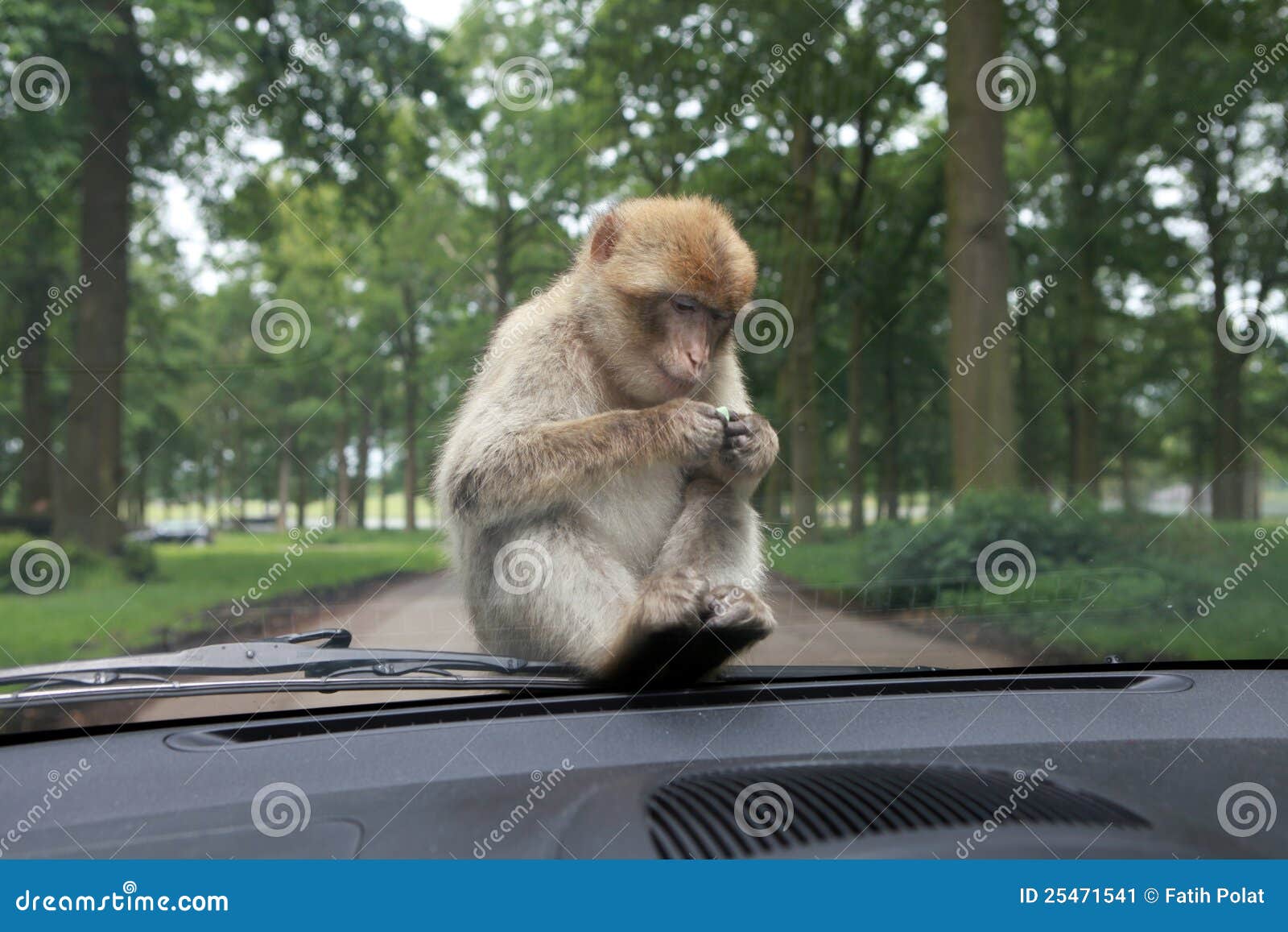 Monkey Gum Car Stock Photos - Free & Royalty-Free Stock Photos from ...